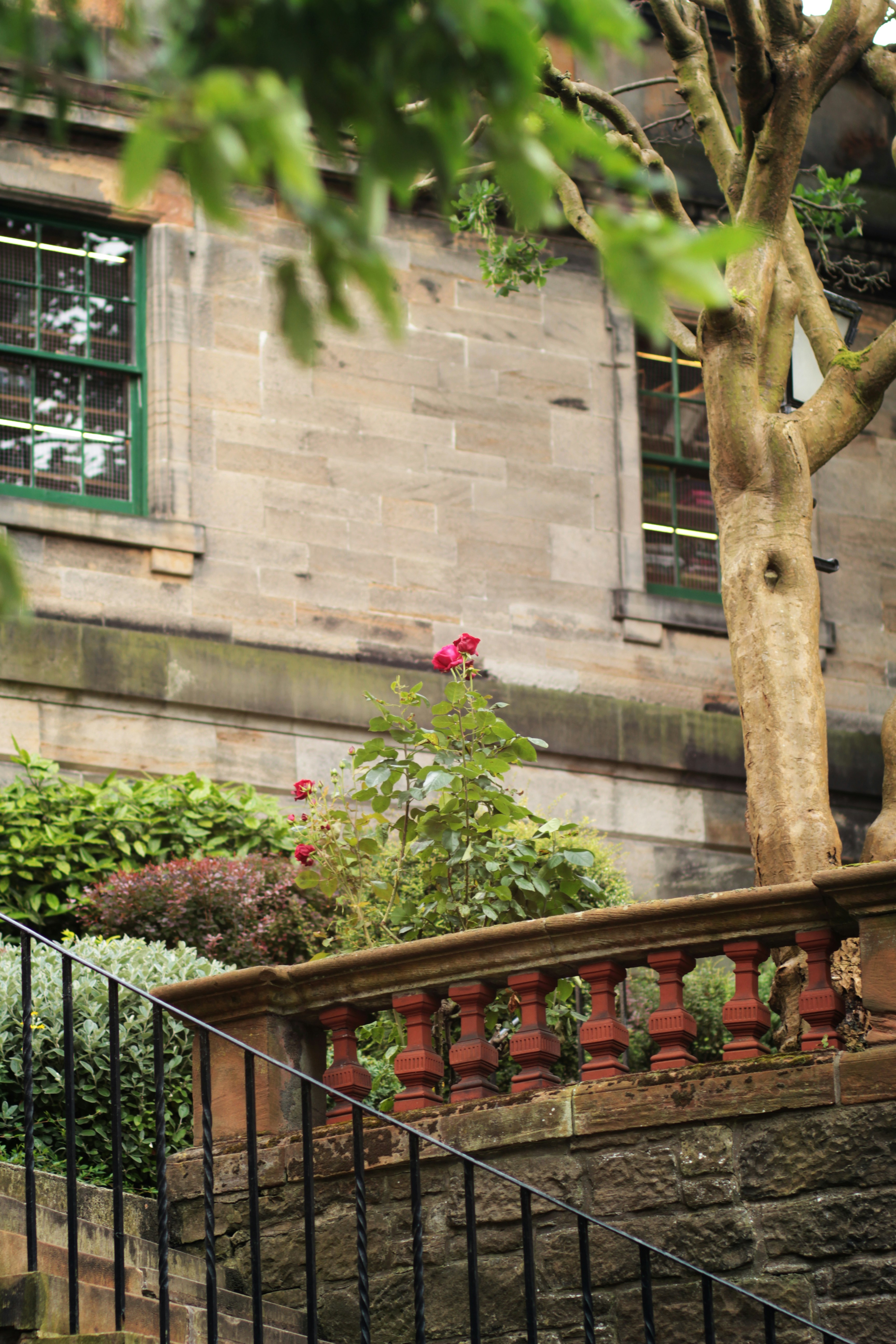 Pink roses growing in city