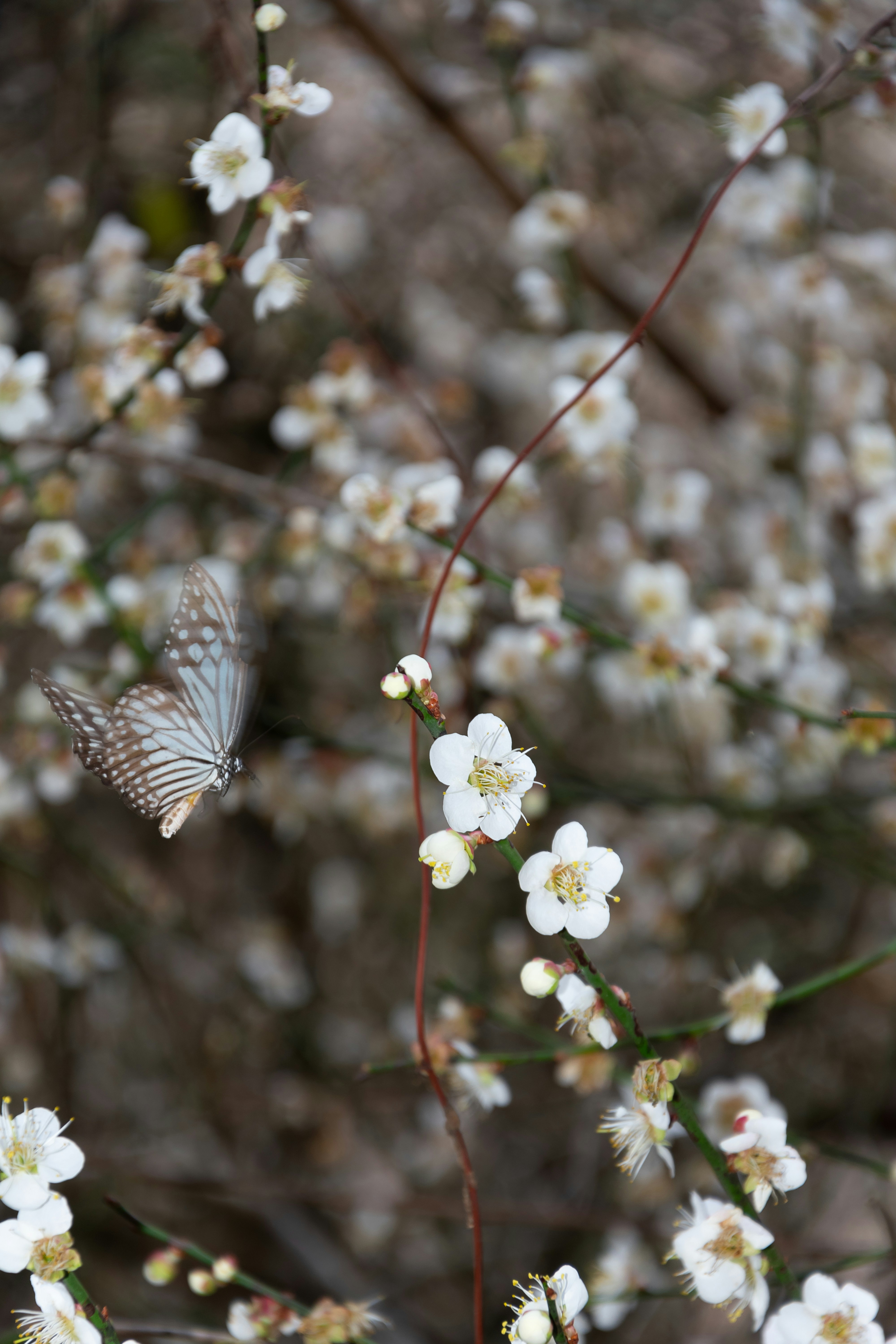 Whispering Wings Over a Blooming Lace