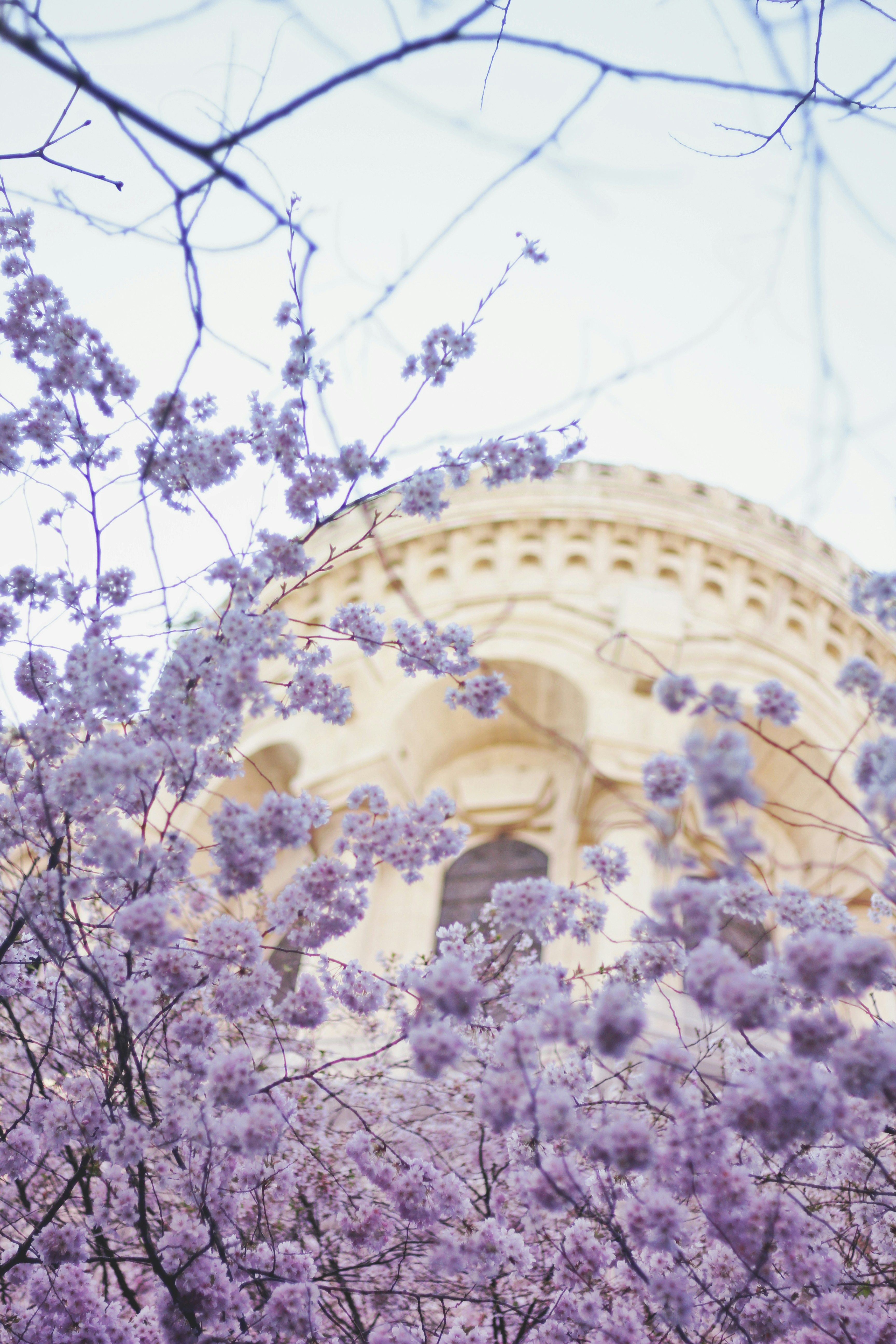 Lavender Veil Framing a Stone Arch