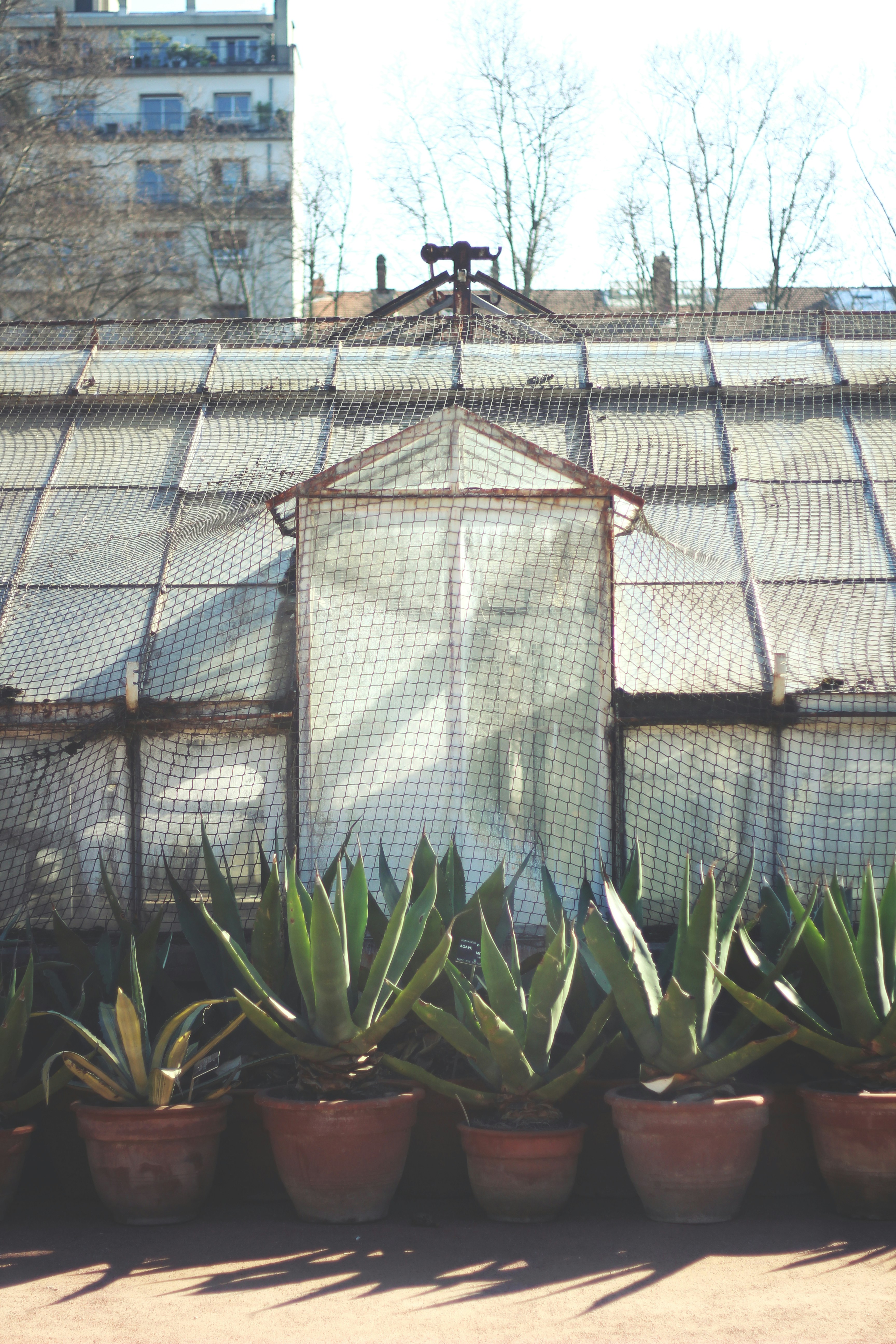 Sunlit Lines: Succulents Framing a Weathered Glasshouse