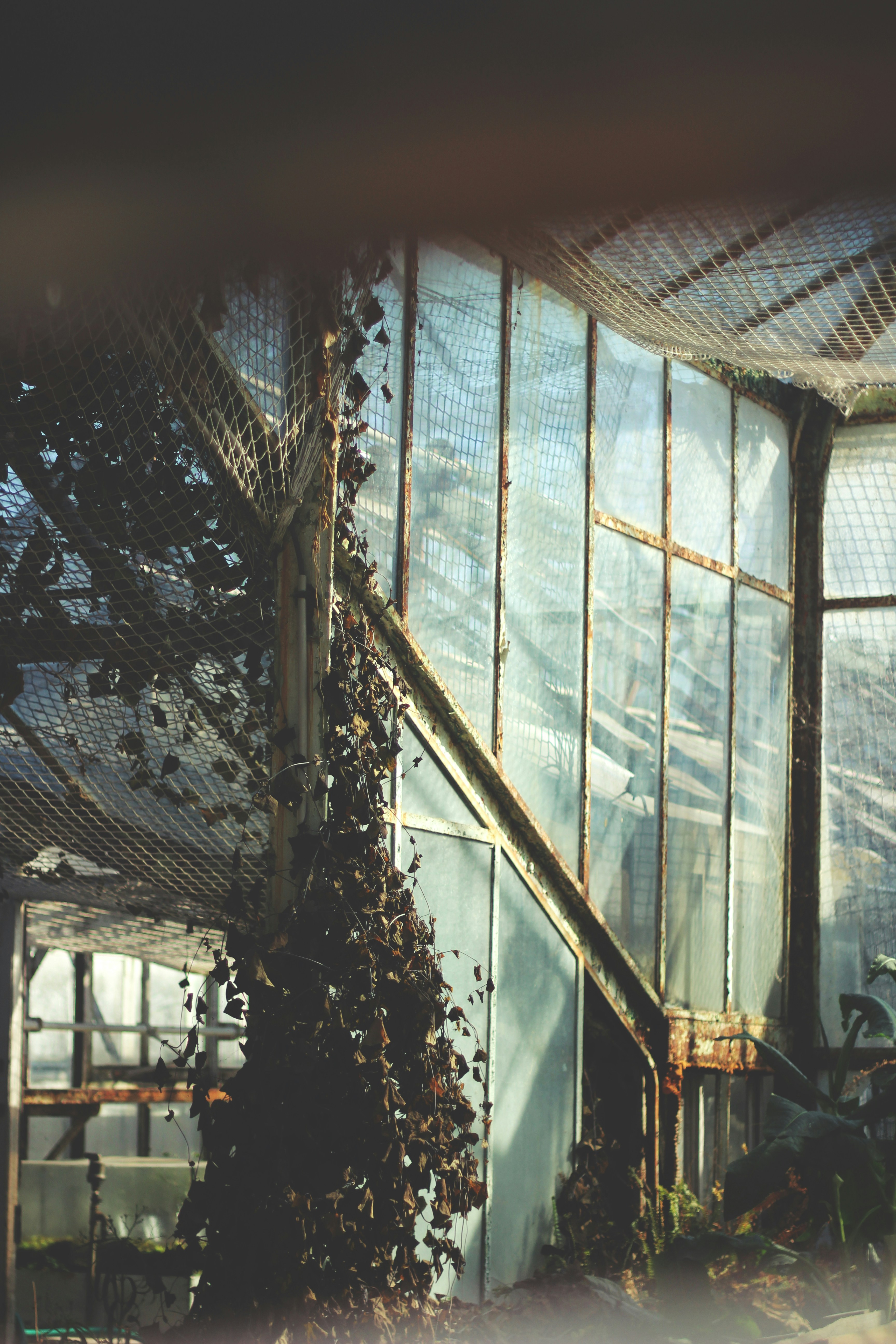 Sunlight filters through the glass panes of an aged greenhouse, illuminating creeping vines and rusted metal structures.