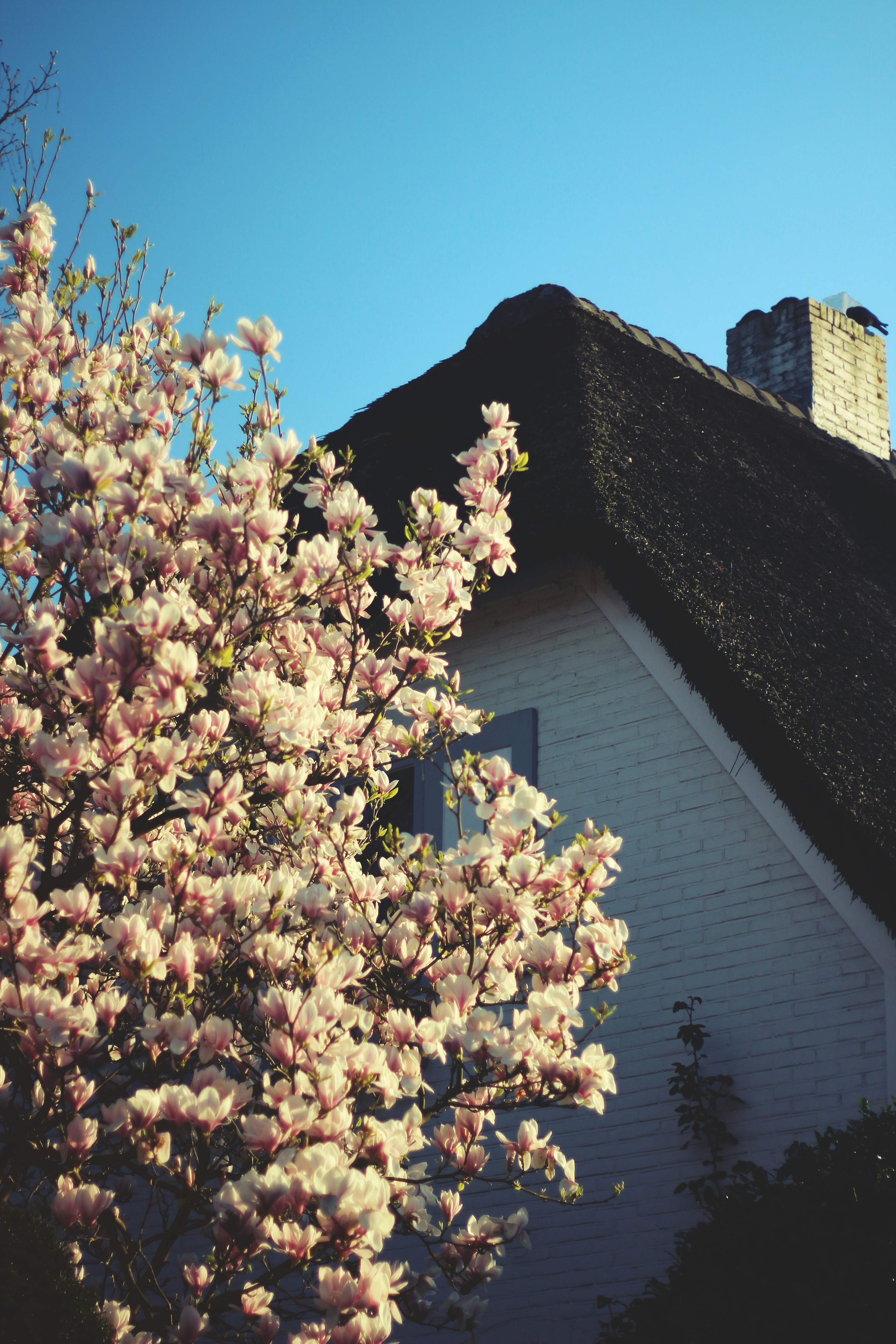 Pink Magnolia Framing a White Cottage Under a Clear Azure Sky