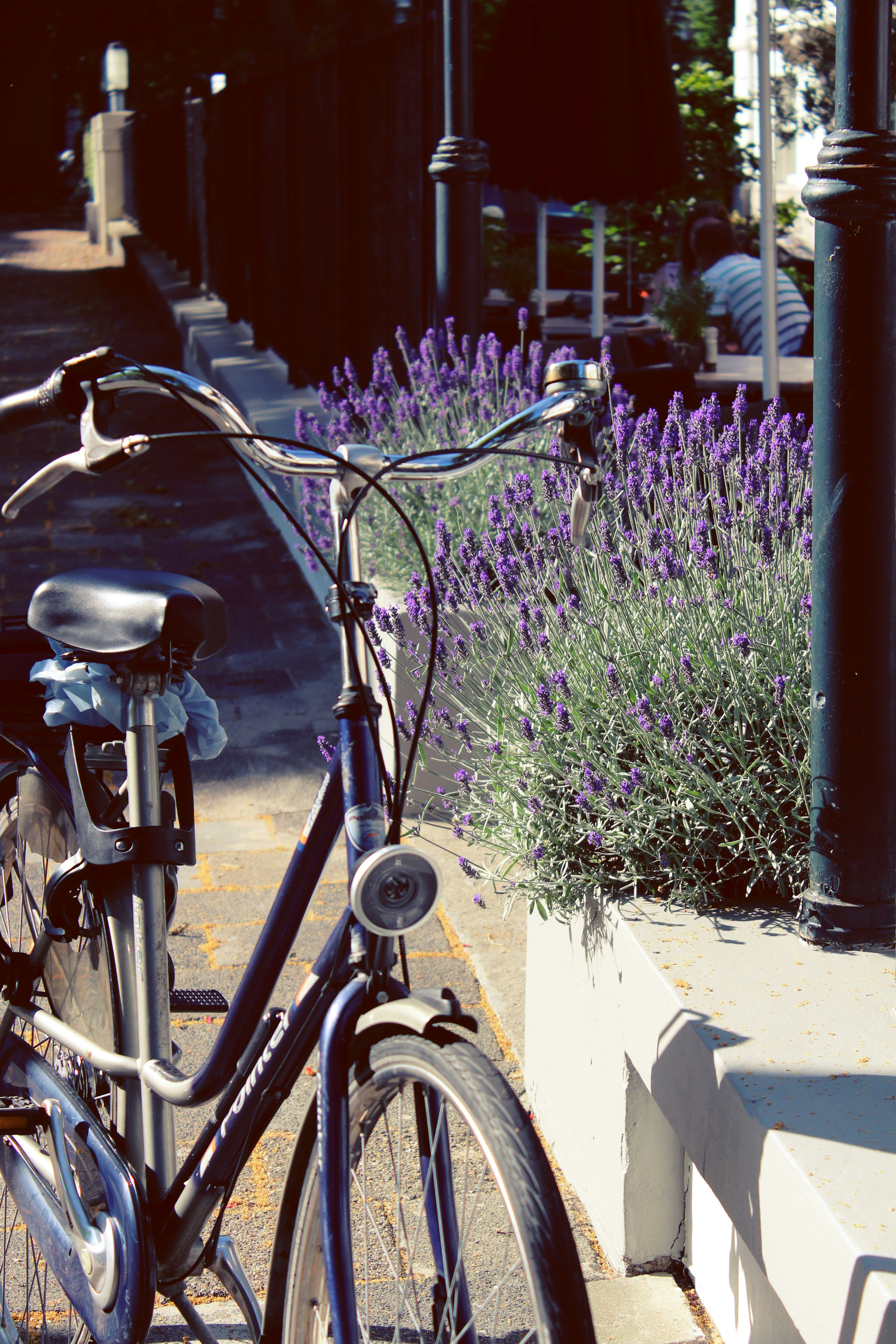 Lavender Lane: A Quiet Bicycle Rest Amid Urban Greens