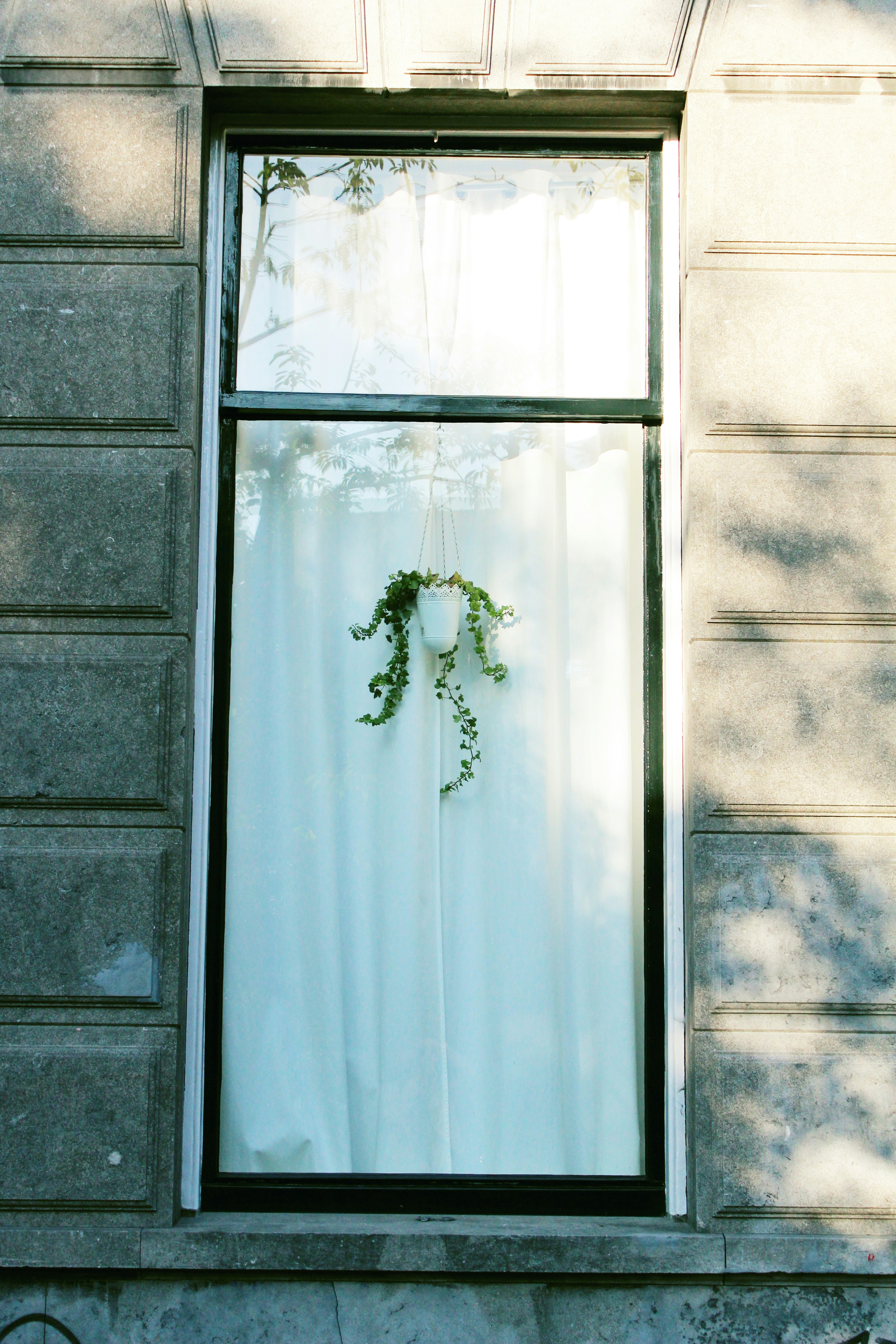 A hanging plant gracefully adorns a window draped in white curtains, blending nature with architecture.
