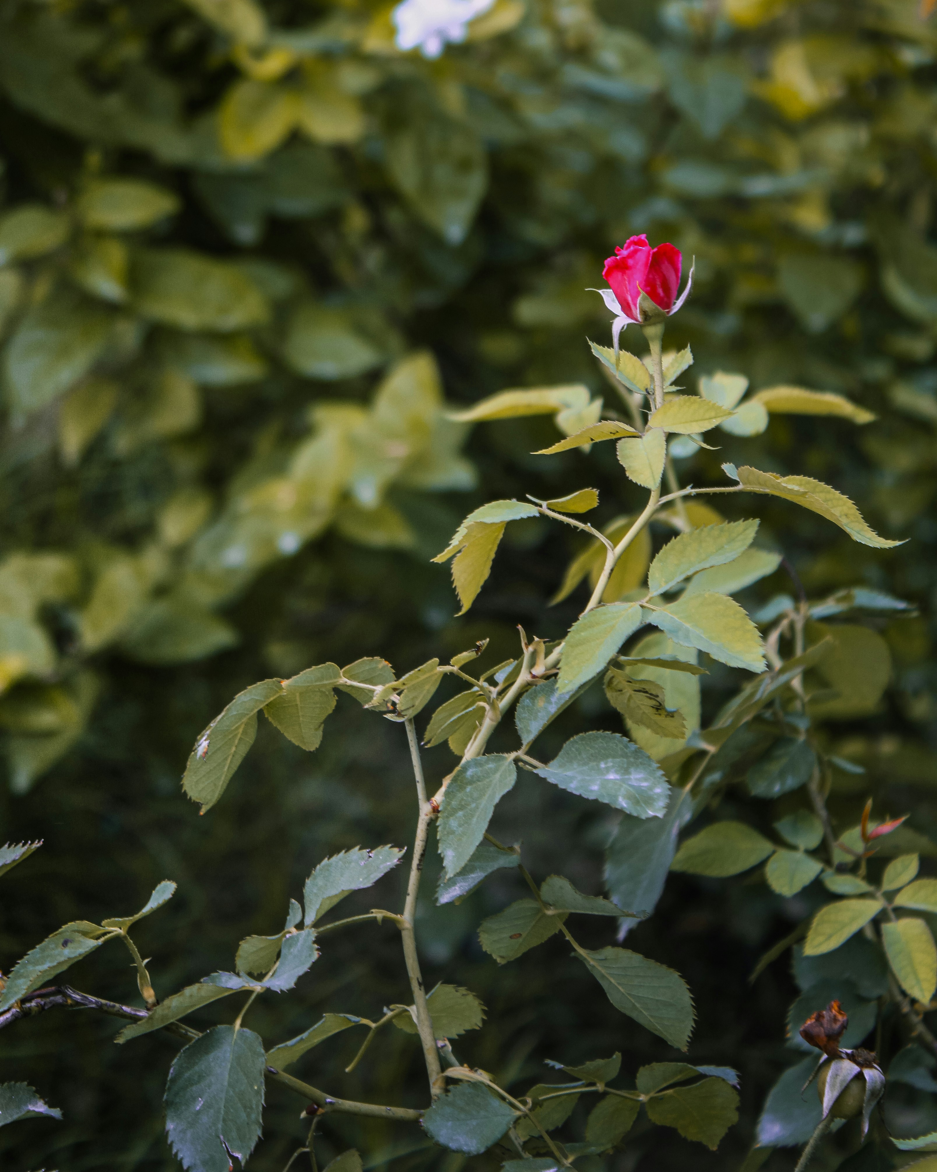 Flower Feild Pictures | Download Free Images on Unsplash