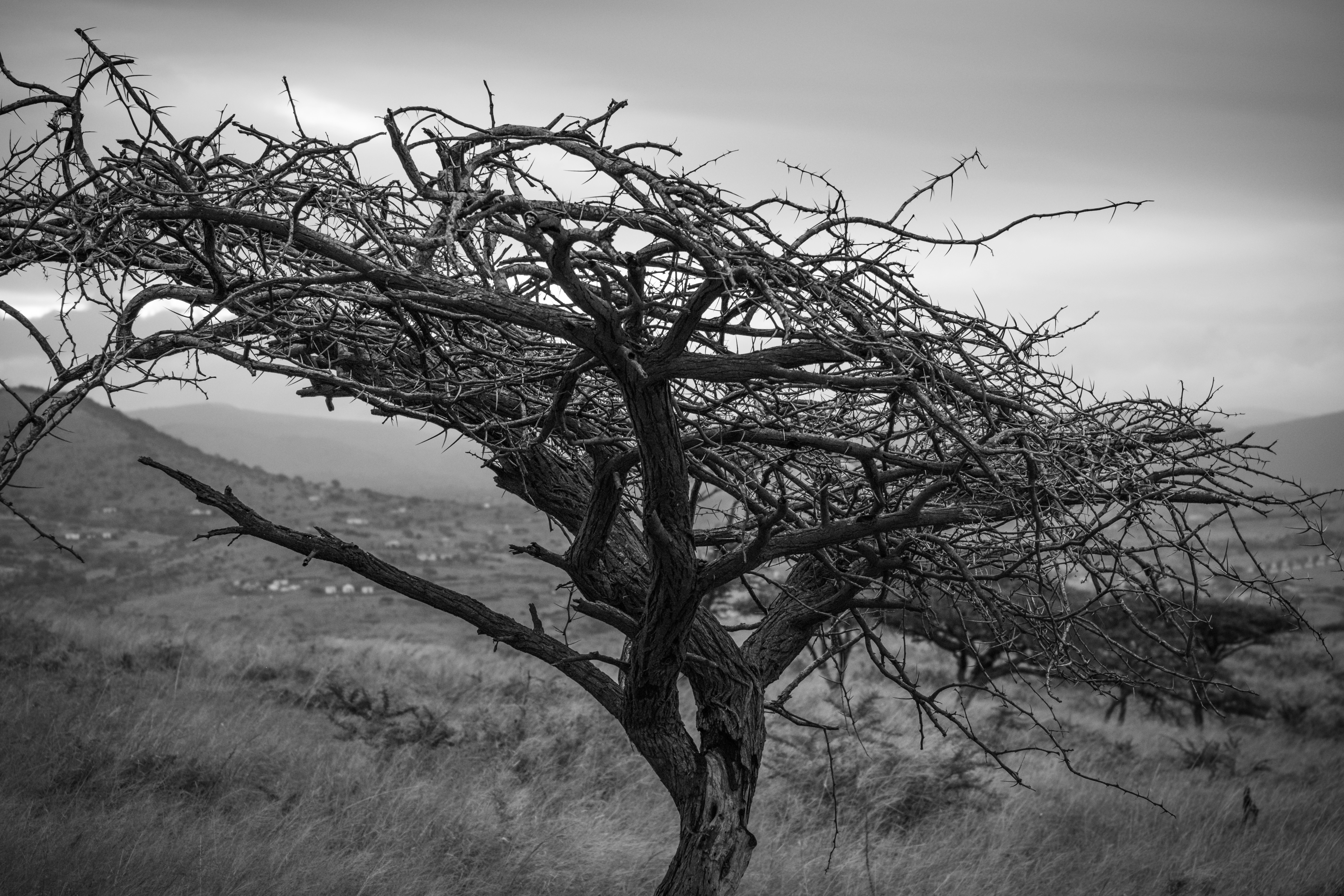 Árbol sin hojas en campo gris foto – Imagen de Hluhluwe gratuita en ...