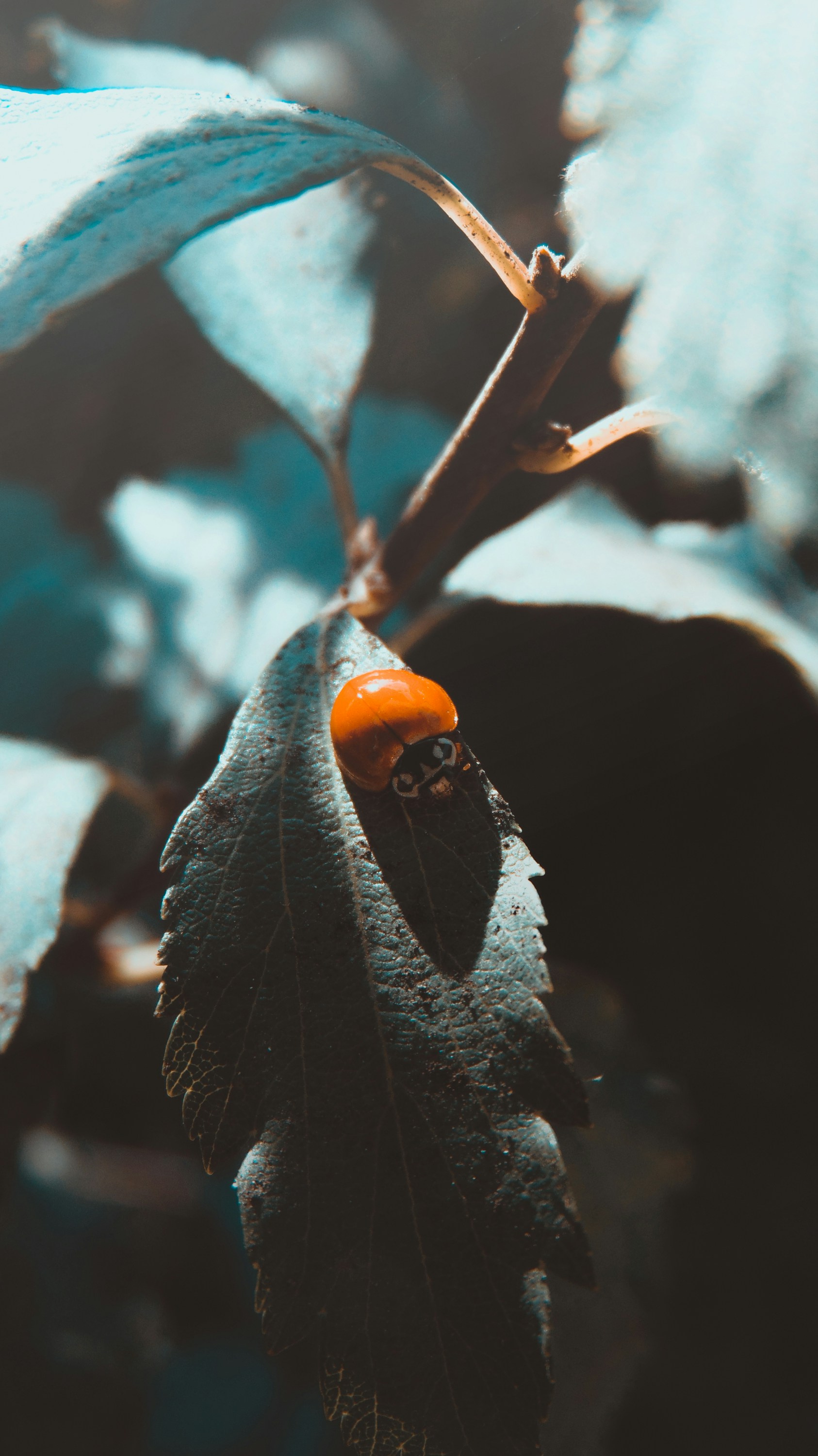Lady Bird Pictures | Download Free Images on Unsplash