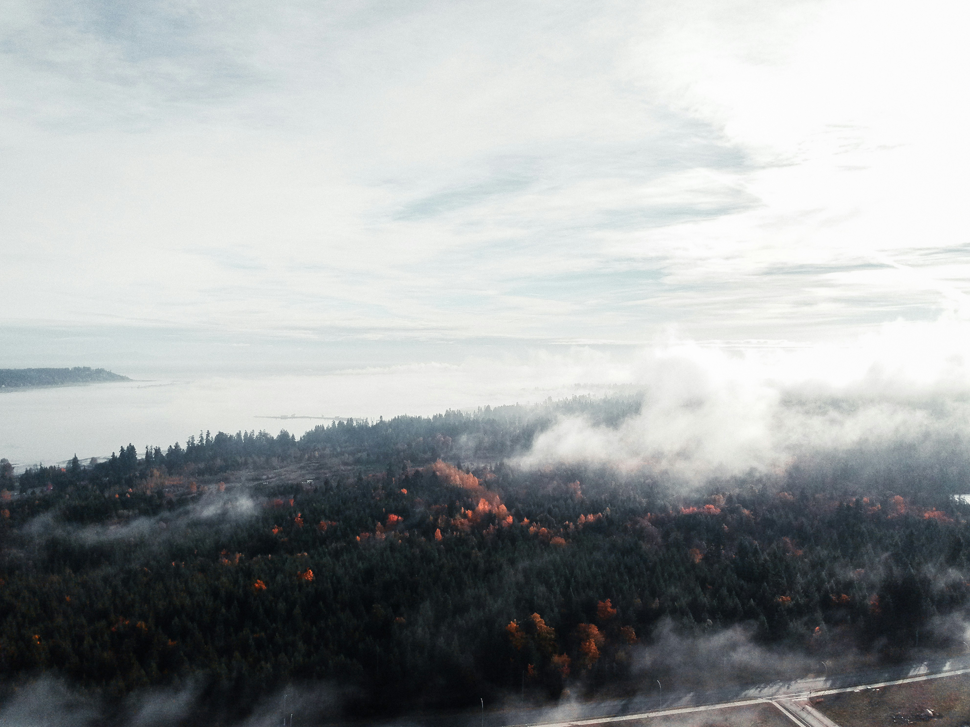 Autumn Mist Drifts Across a Pine-Forest Coastline