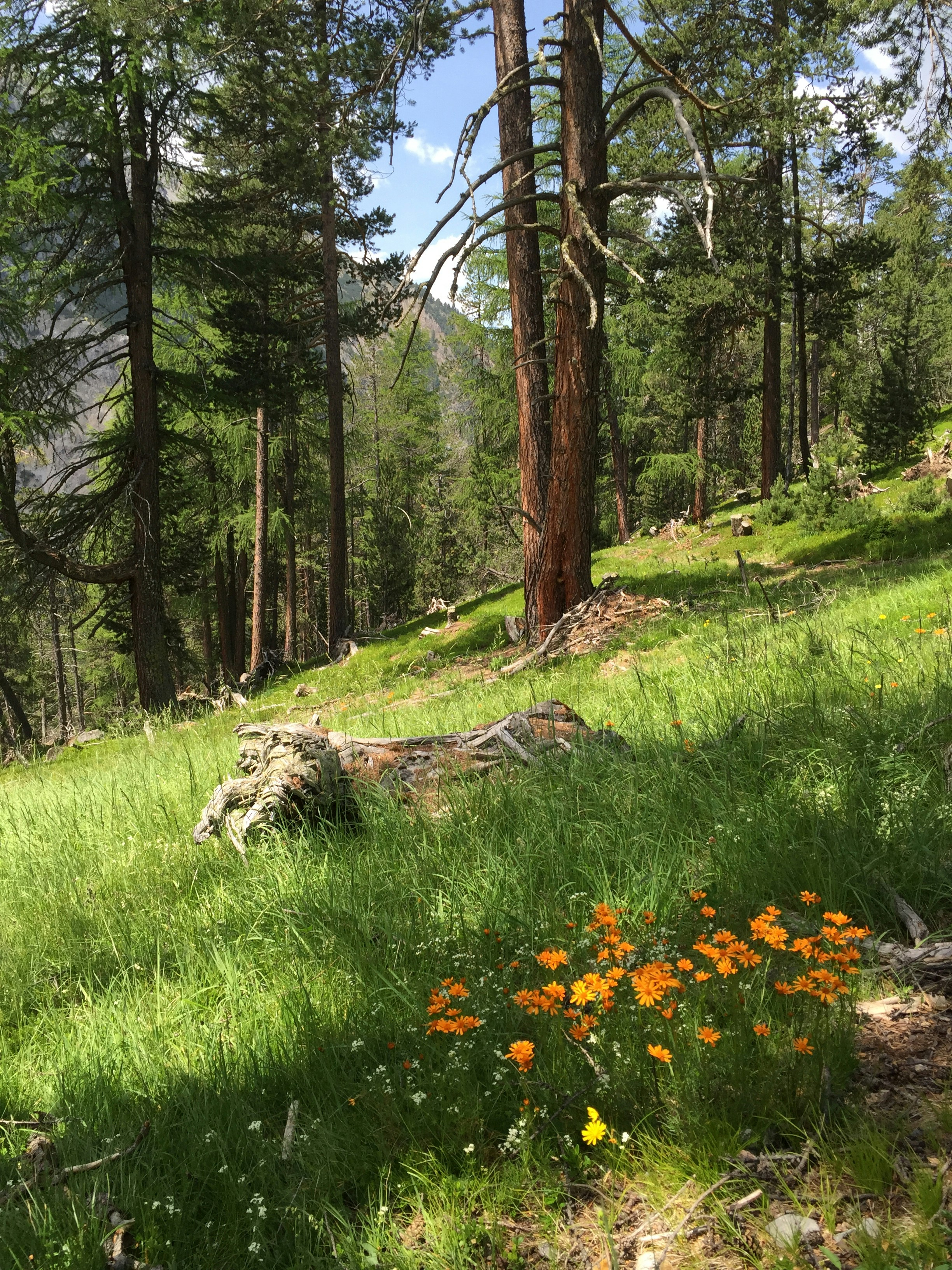 Grass, Flowers And Trees