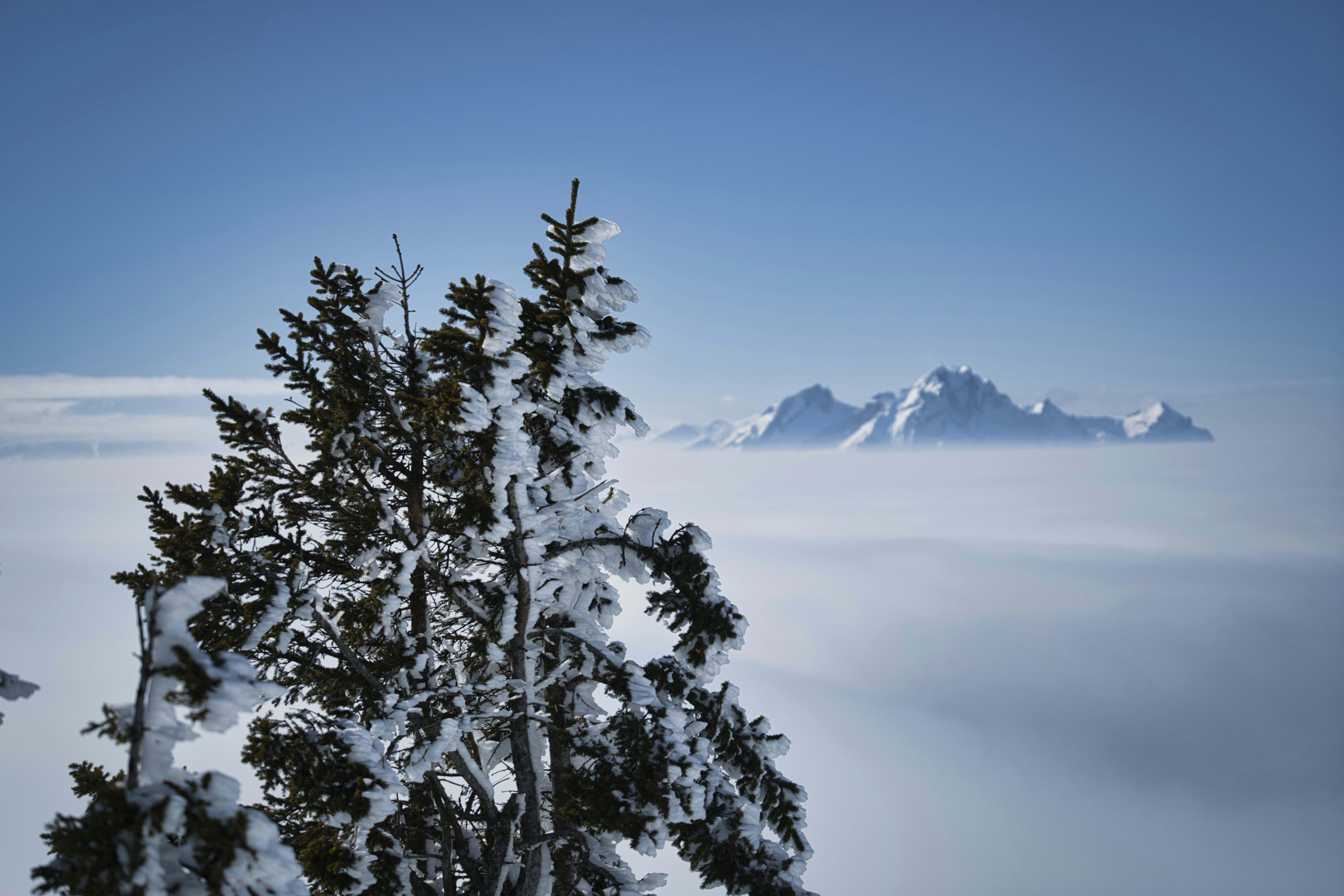 Snow-Crowned Pine Over a Sea of Clouds with Distant Peaks