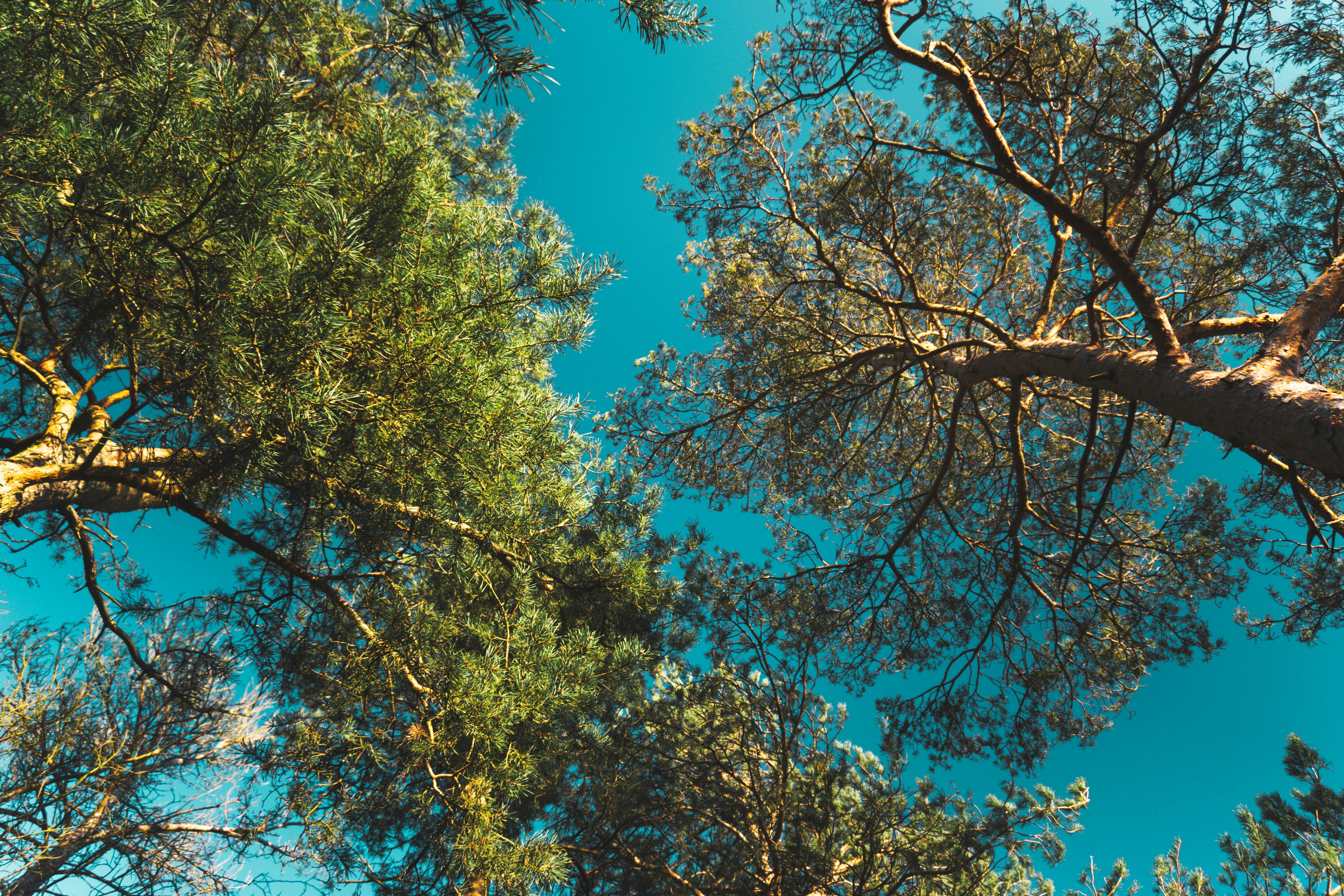 Tree Top View Pictures | Download Free Images on Unsplash