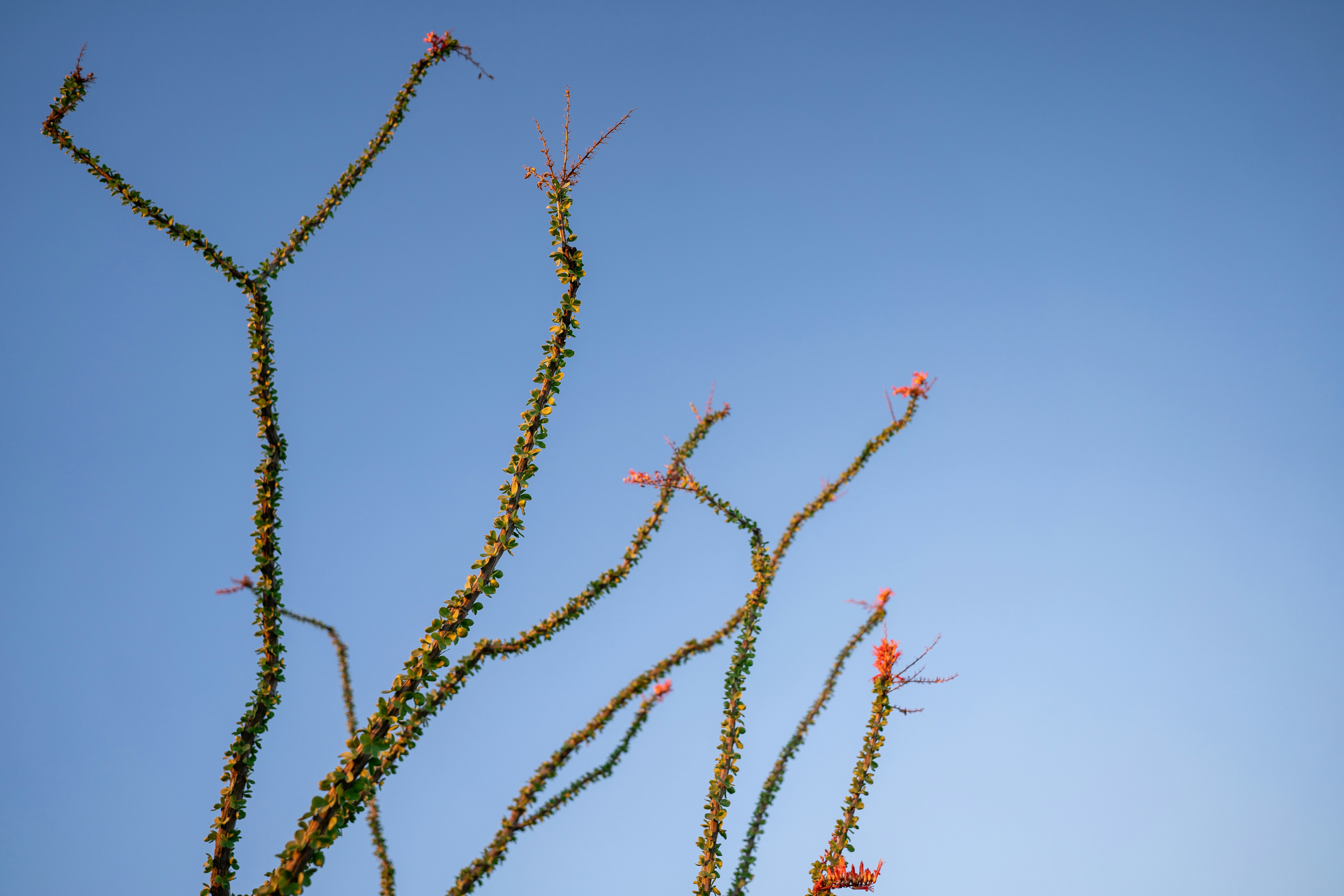 Curved branches of a desert plant reaching skyward, adorned with delicate blossoms. The clear blue sky serves as a serene backdrop.