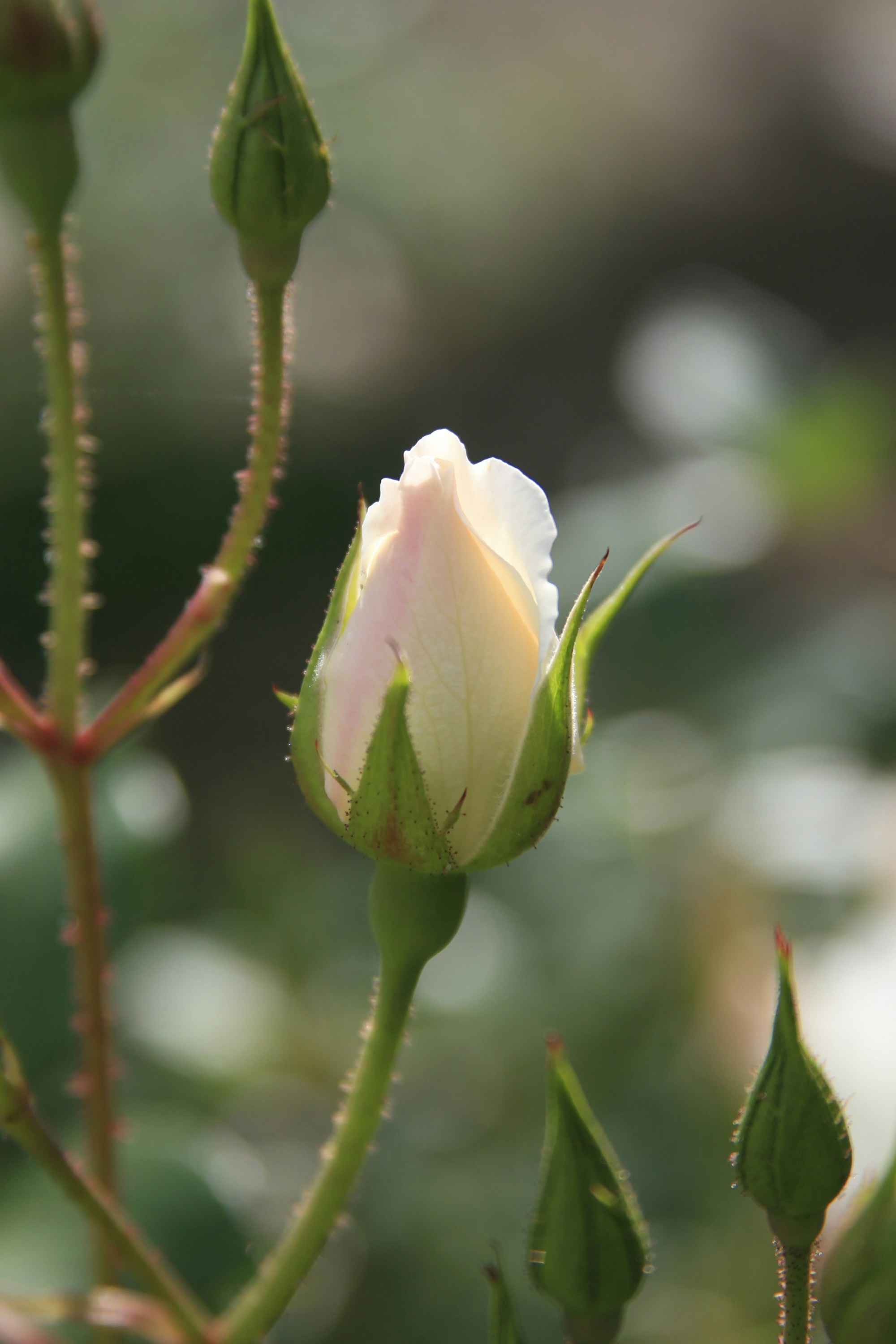 Rose Bud Pictures | Download Free Images on Unsplash