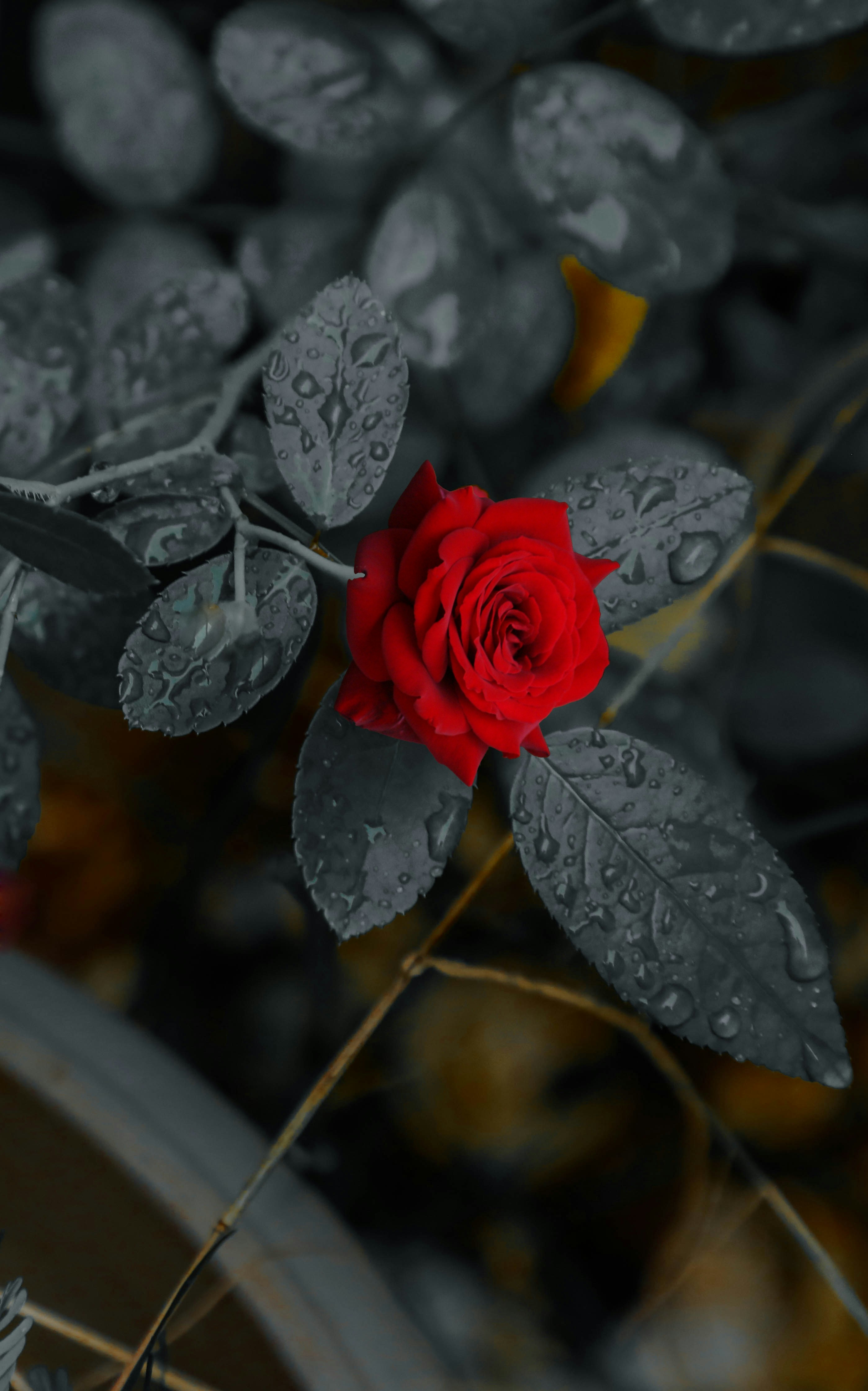 A vibrant red rose stands out against a backdrop of muted gray leaves, glistening with droplets of water.