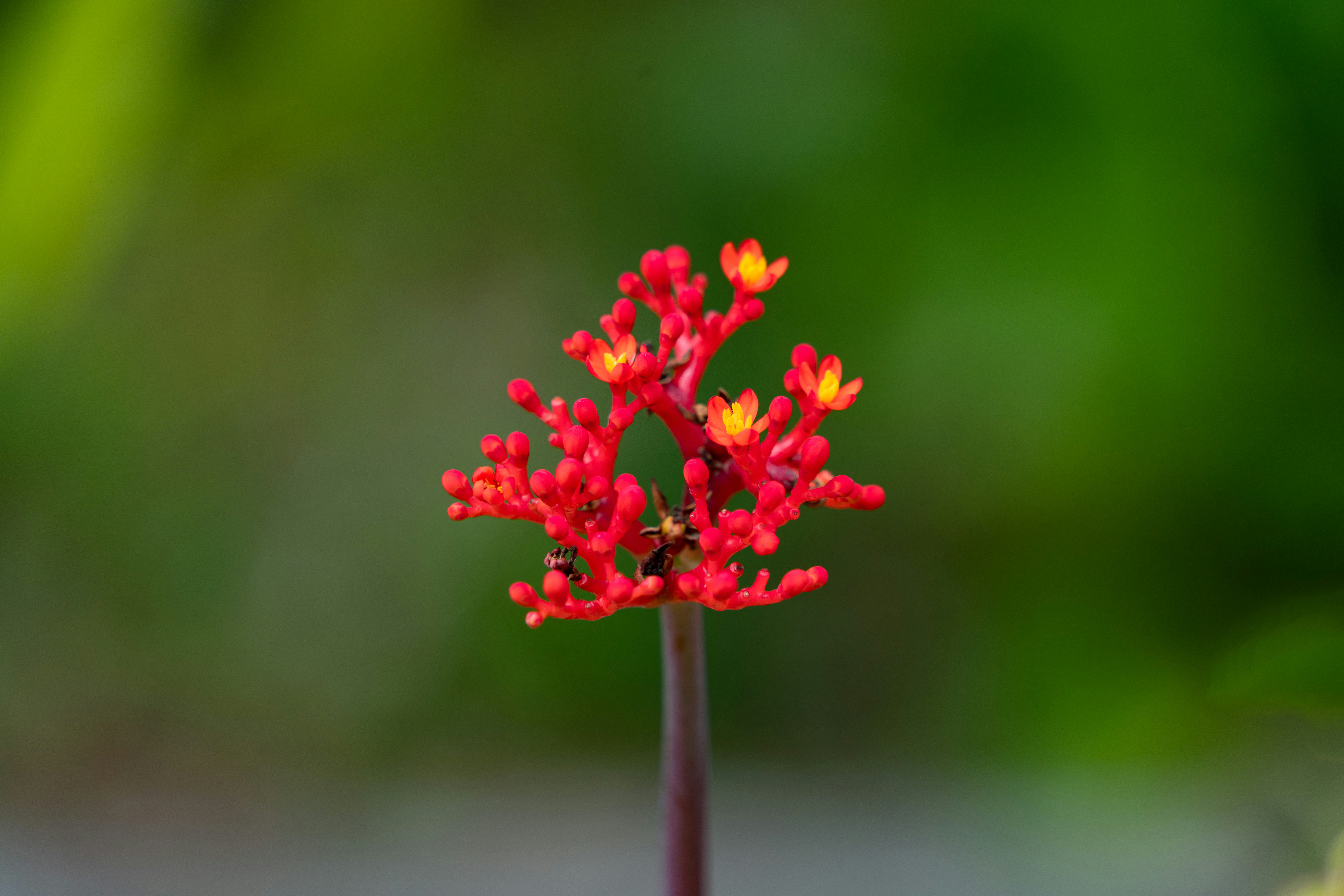 Bright red and yellow flowers bloom atop a slender stem against a blurred green backdrop.