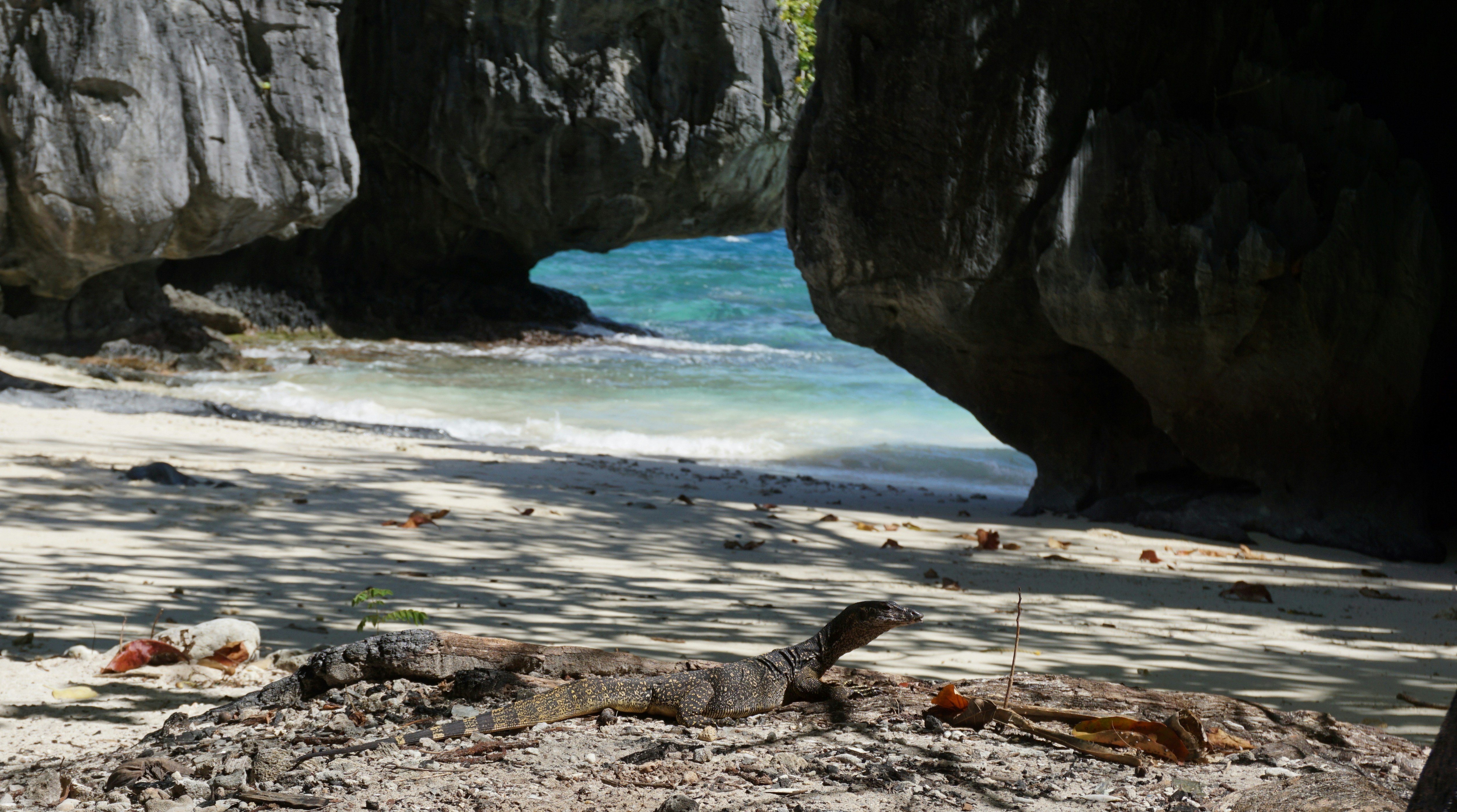 Monitor lizard basking on a sandy beach with limestone cliffs and turquoise sea in the background.