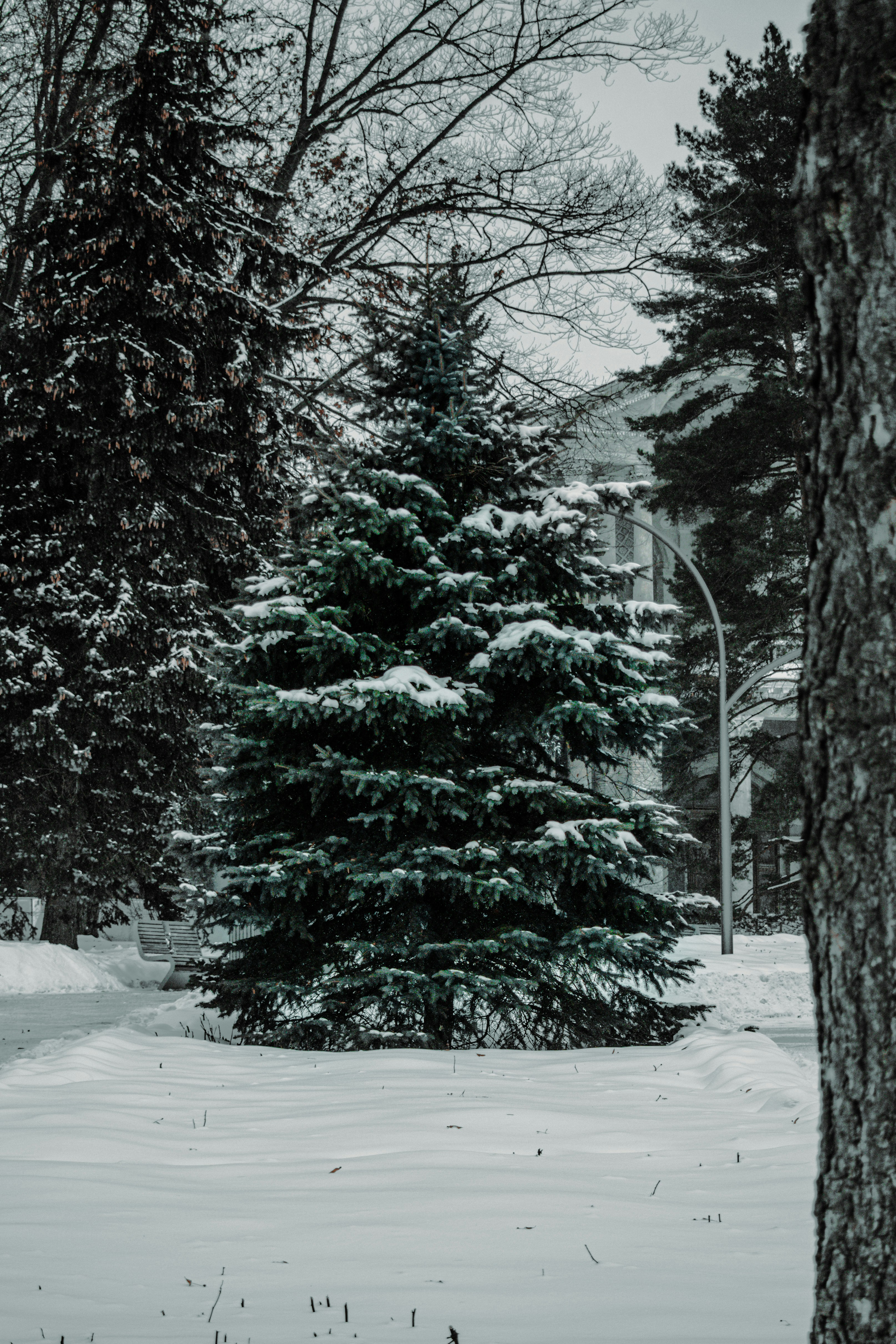 Snow covered pine trees during daytime photo – Free Tree Image on Unsplash