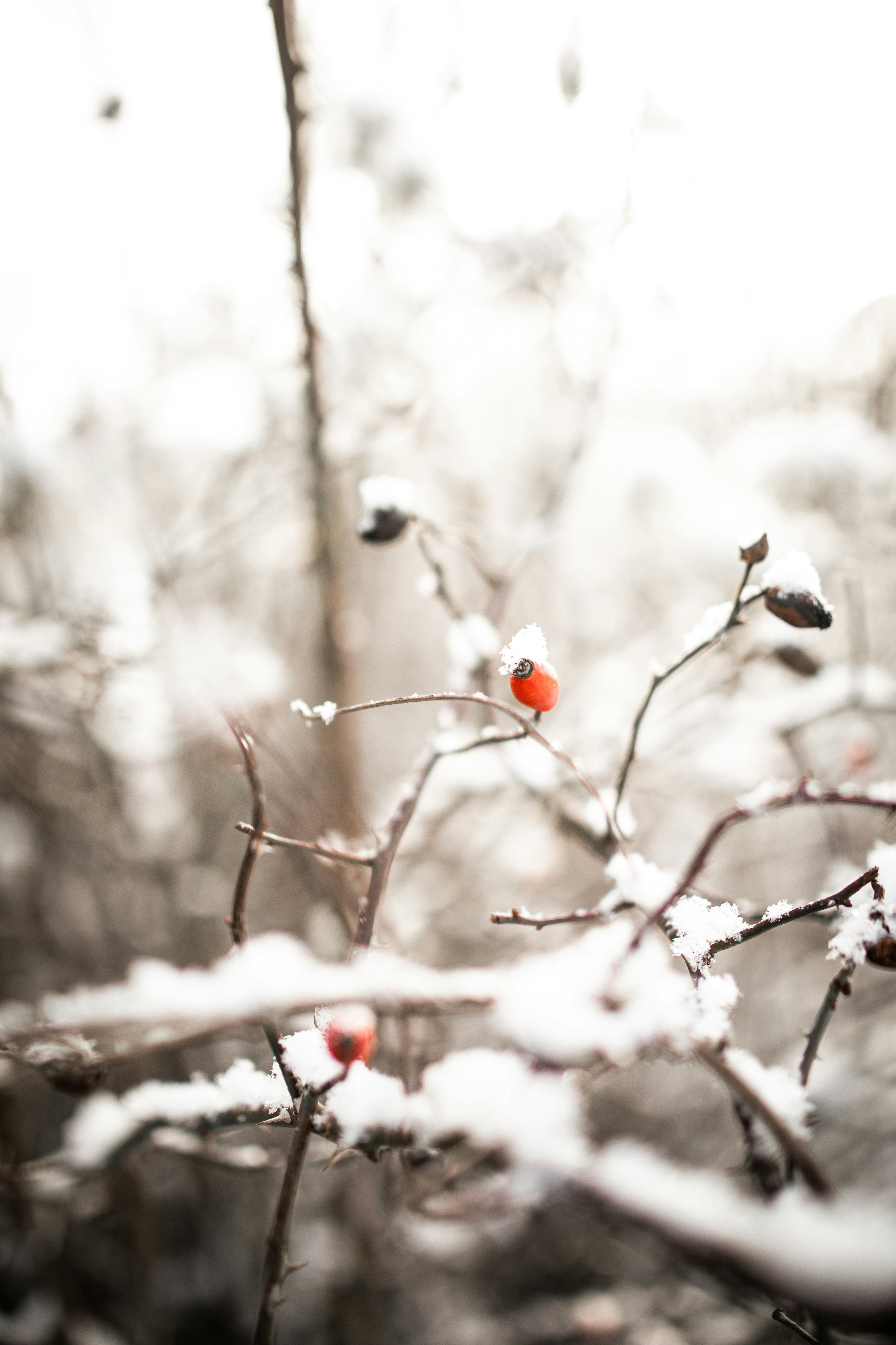 Fruits ronds rouges sur la branche de l’arbre photo – Photo La nature ...