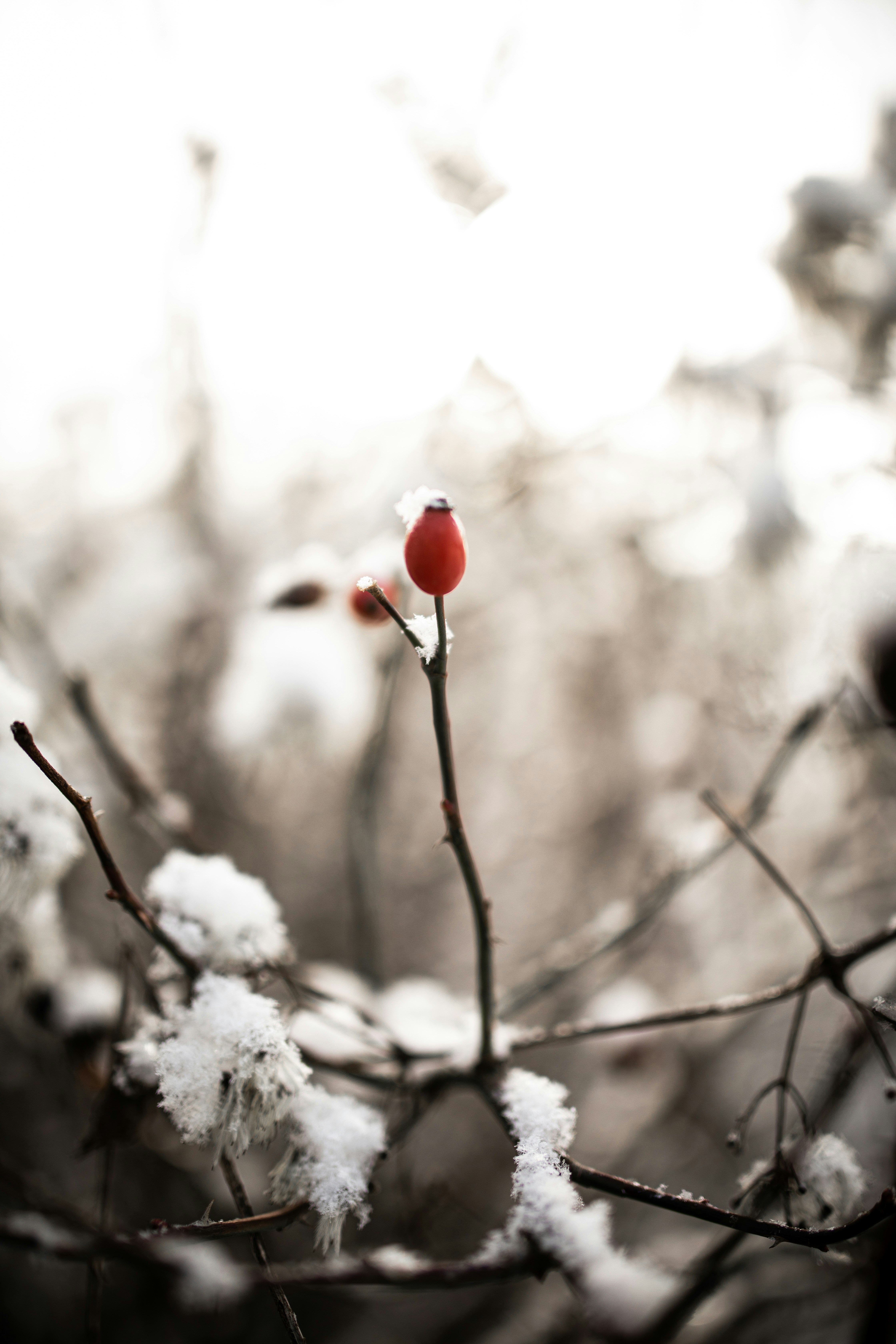 Scarlet Berry on Snow: a quiet bloom among ice-kissed twigs