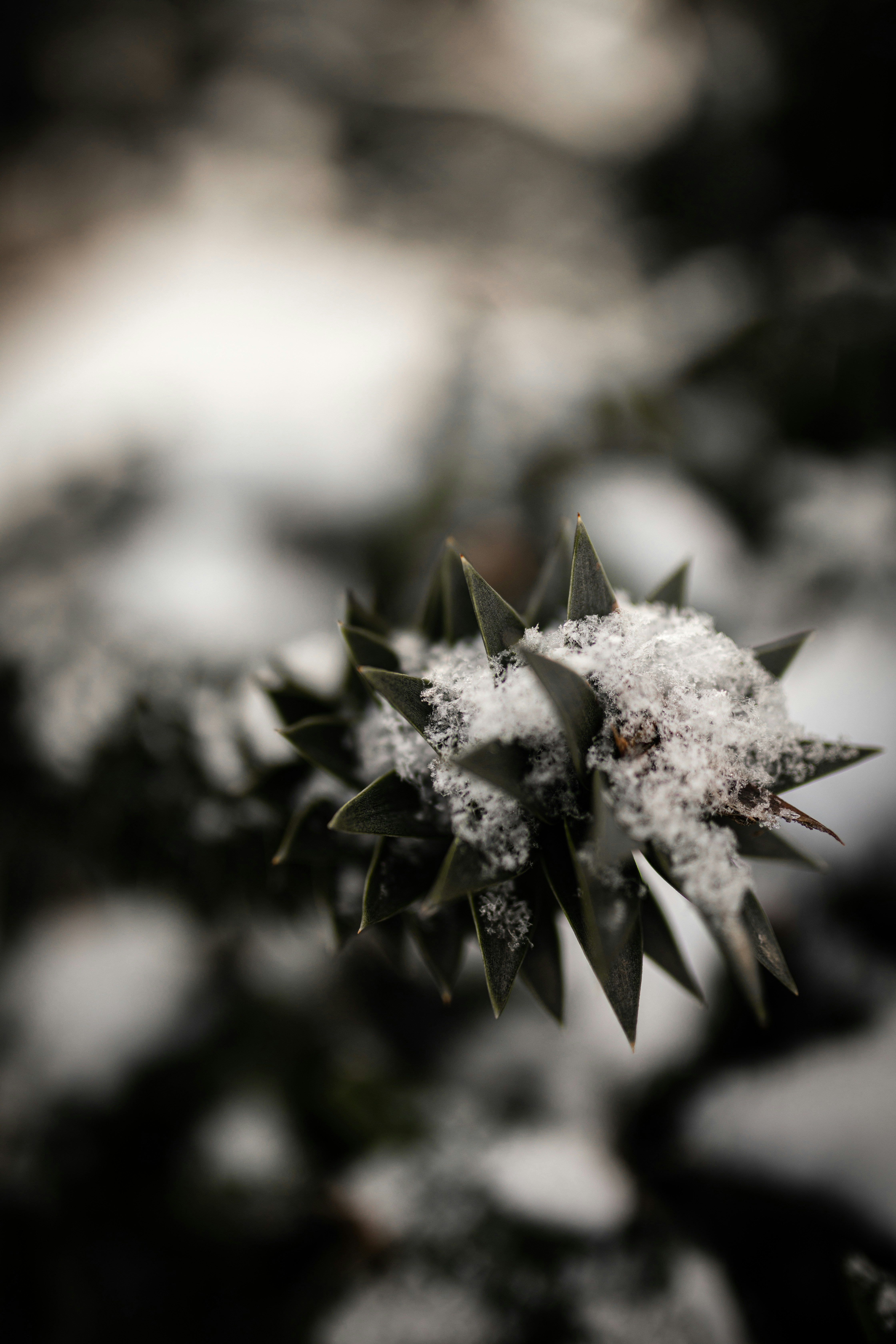 green and white plant in close up photography
