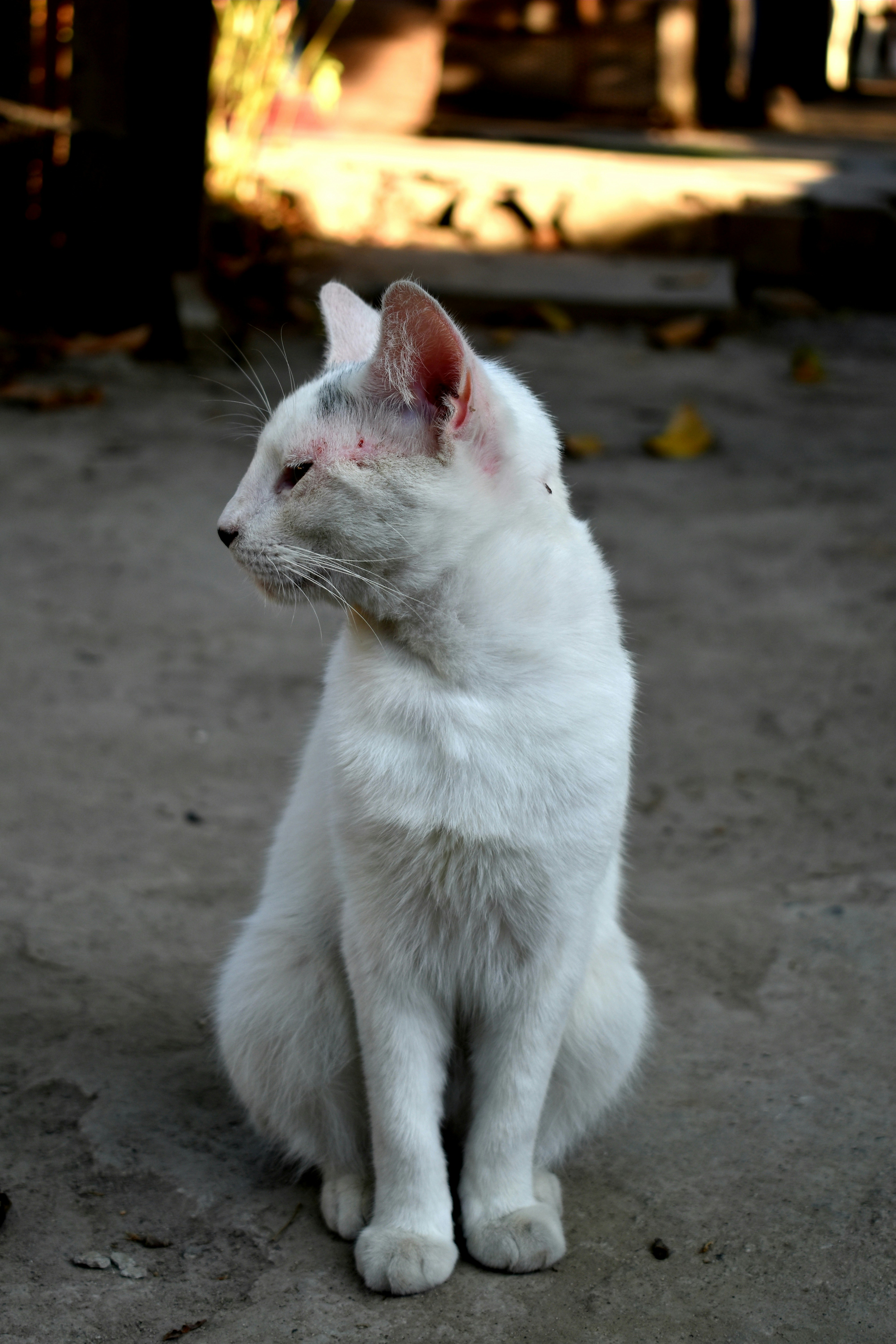 A white cat sitting gracefully on a concrete surface, gazing thoughtfully to the side. The soft sunlight highlights its fur and surroundings.