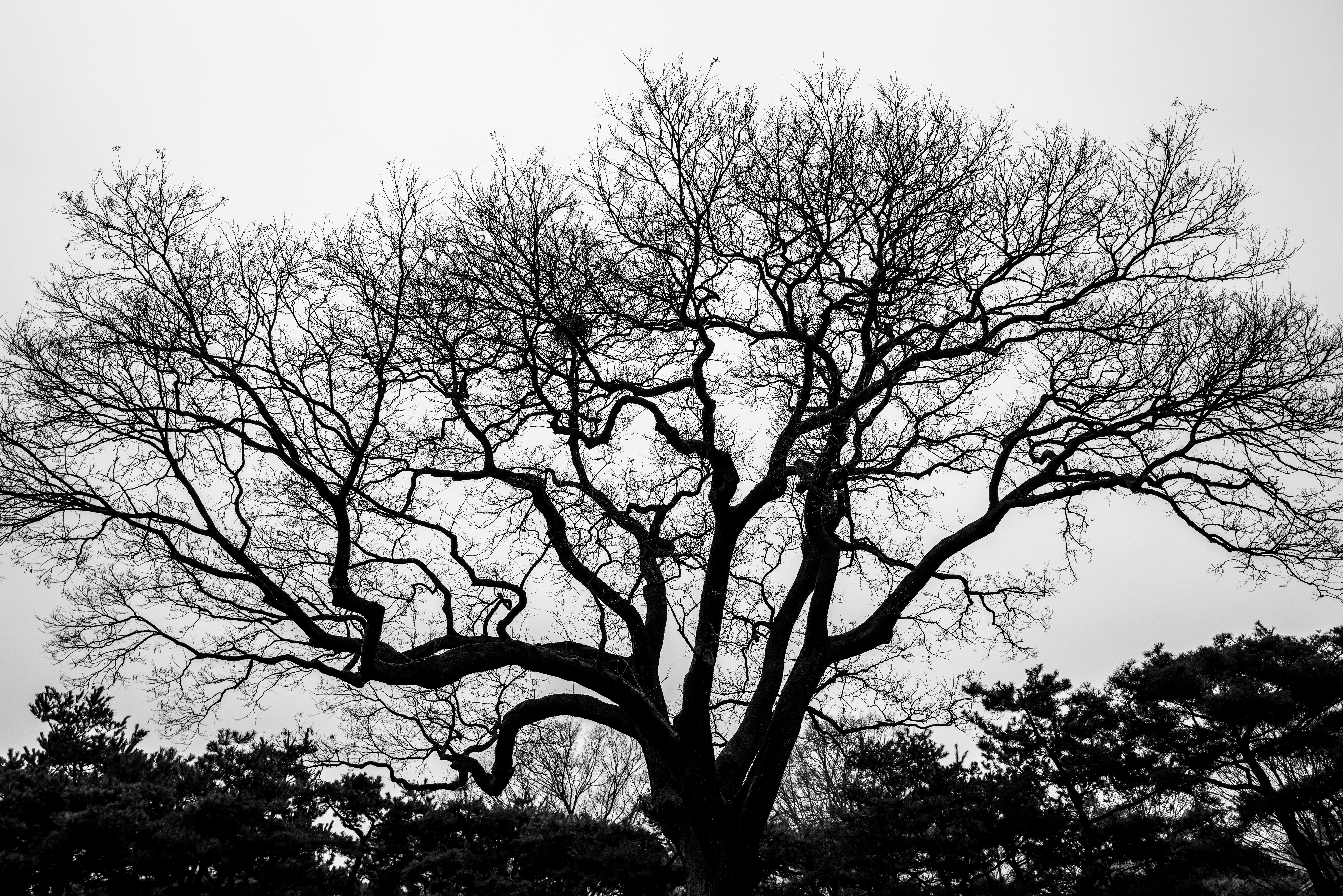 Grayscale photo of leafless tree photo – Free Grey Image on Unsplash