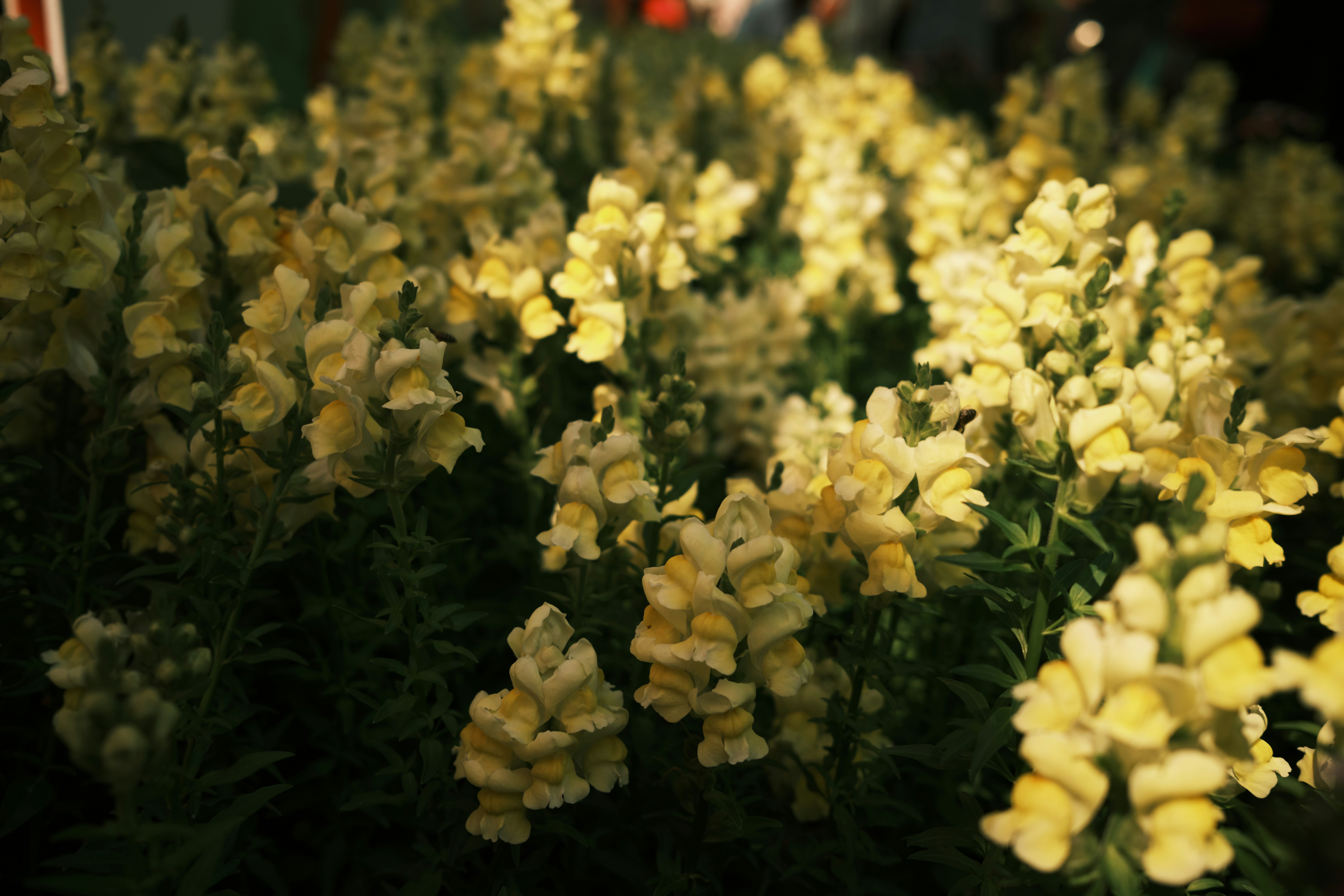Twilight Spires: Pale Yellow Snapdragons Glow in a Quiet Night Garden