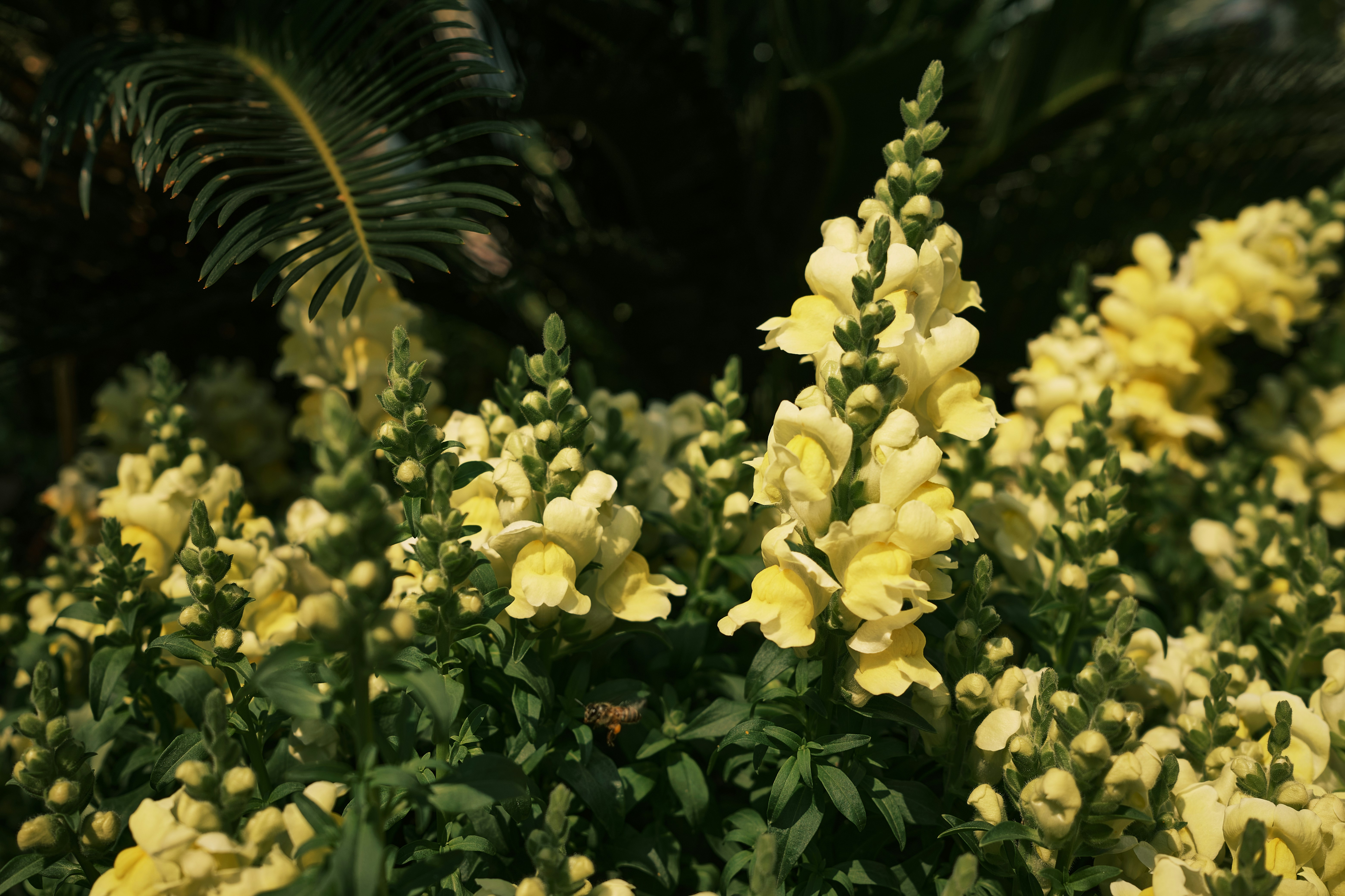 Sunlit Golden Spikes: A Patch of Yellow Foxgloves in a Quiet Garden