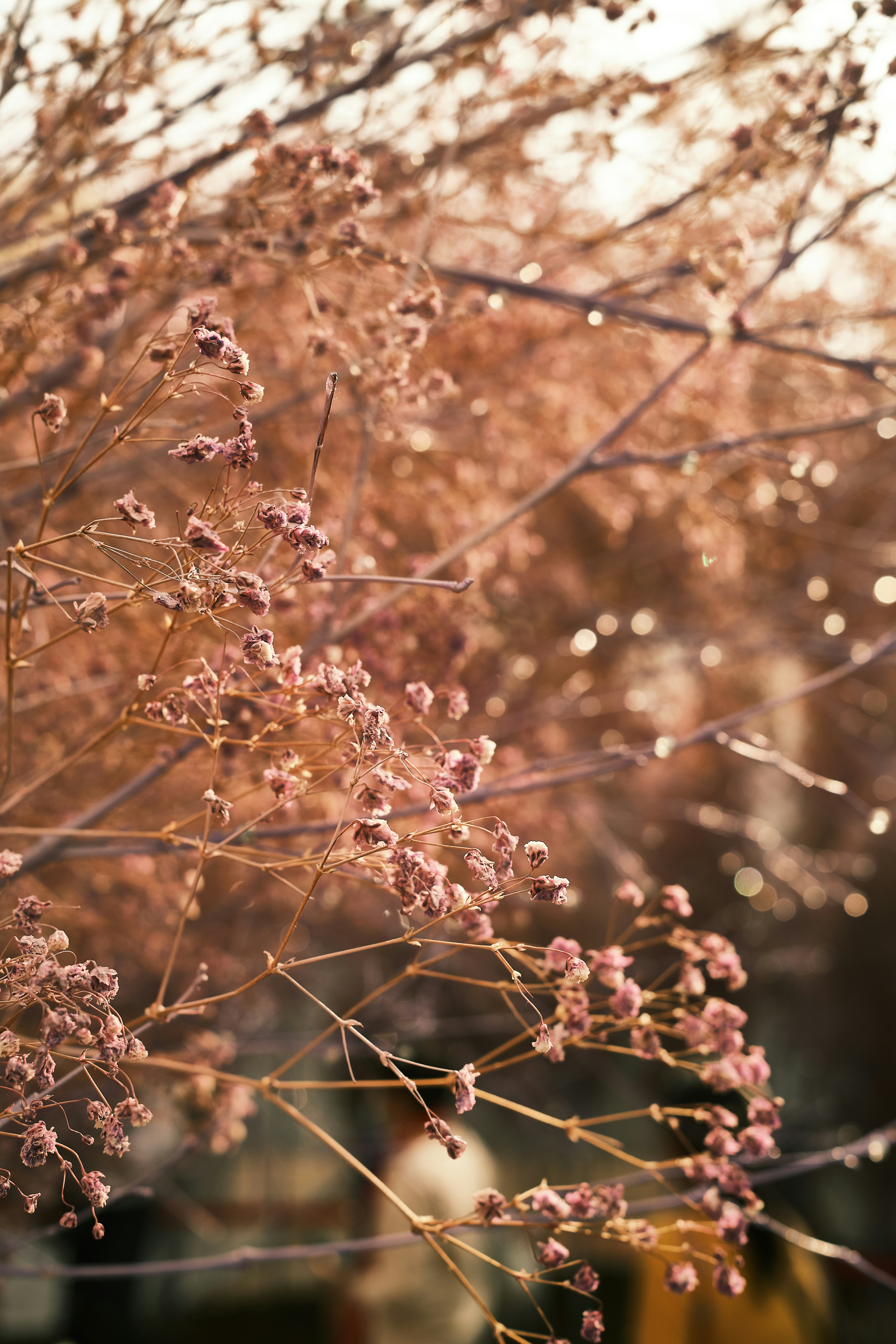 Delicate dried flowers with a soft bokeh background, capturing the essence of autumn's fleeting beauty.