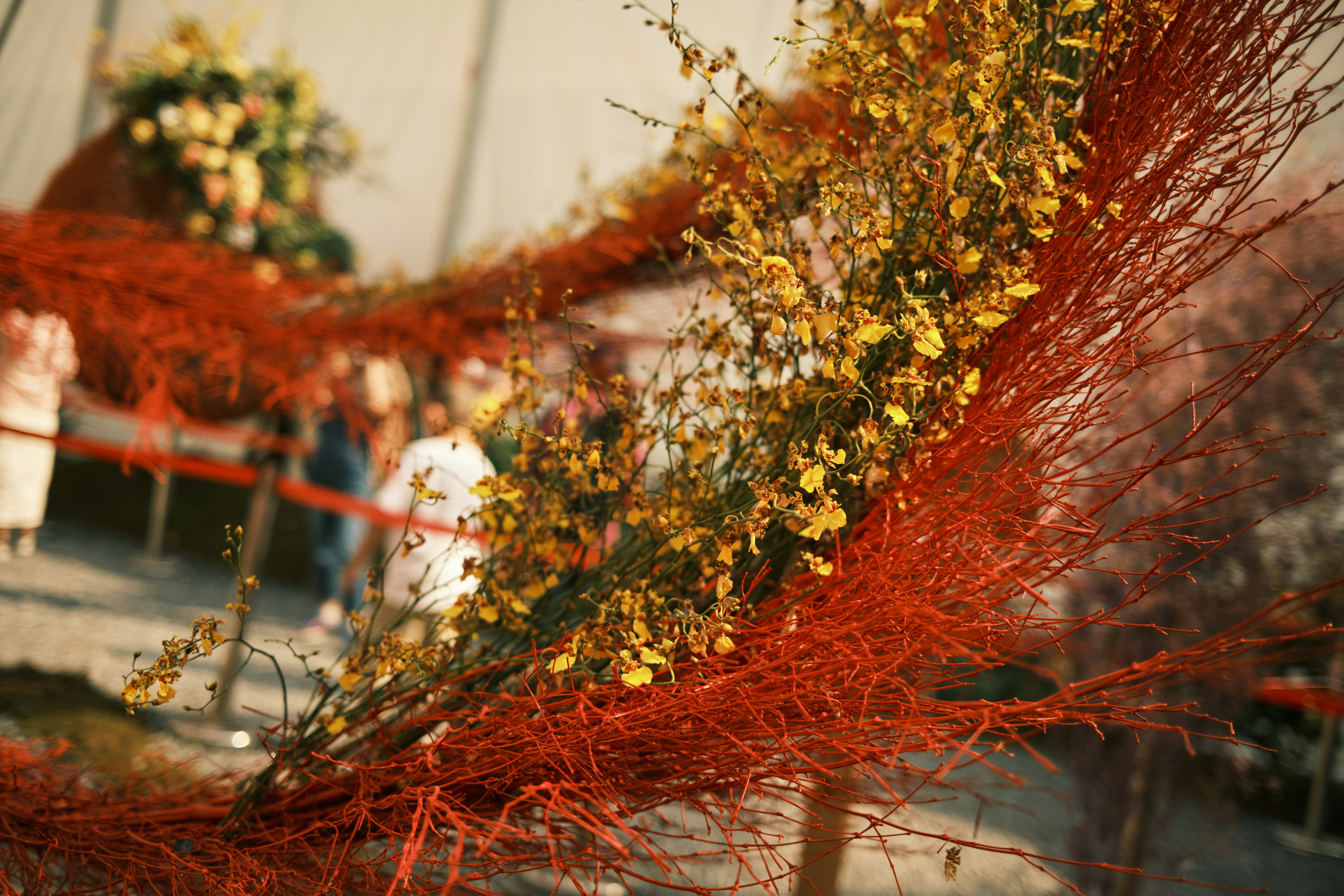 Crimson Veins: Red Branches Weaving Through a Sunlit Square