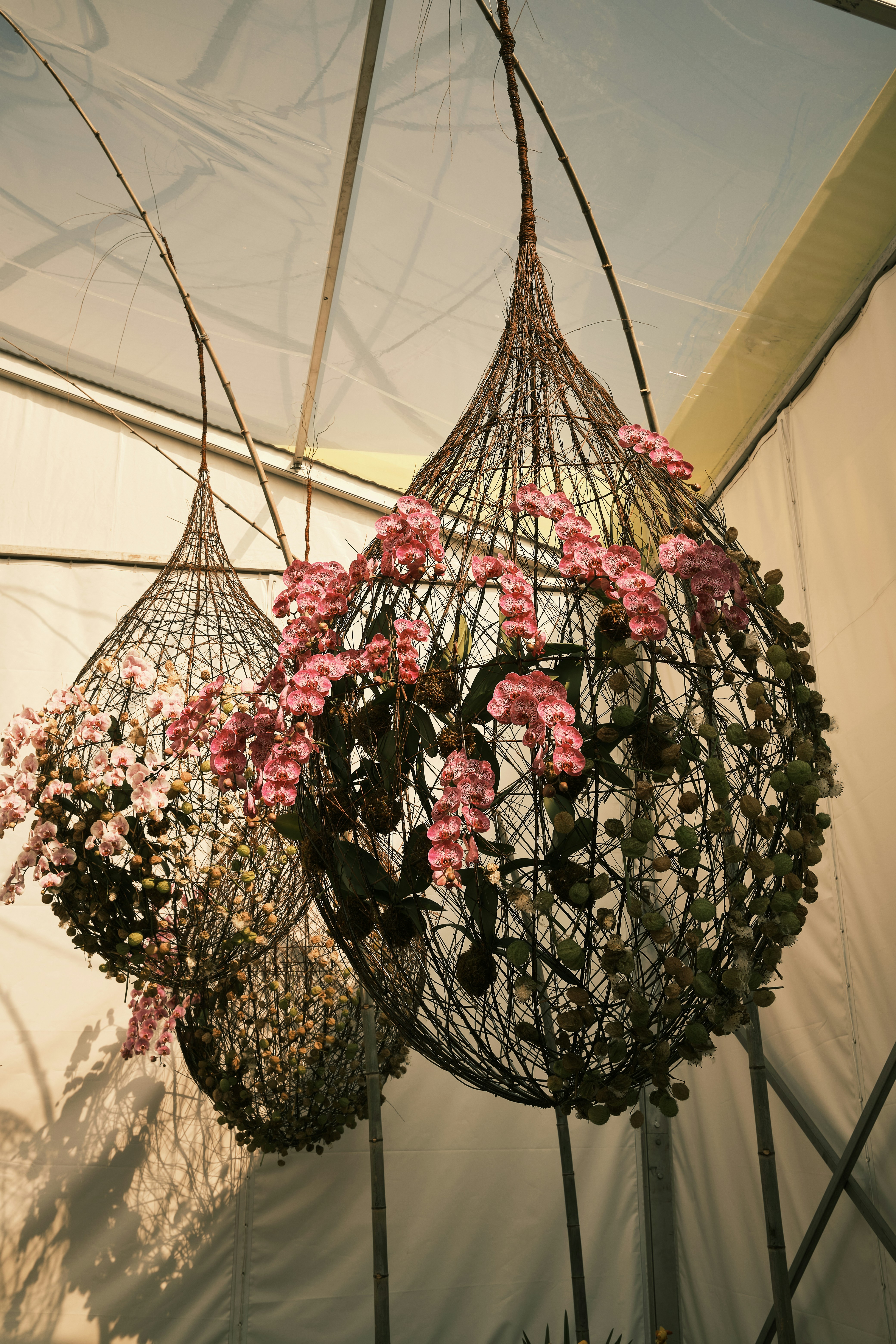Floral Orbs in a Soft Greenhouse Glow