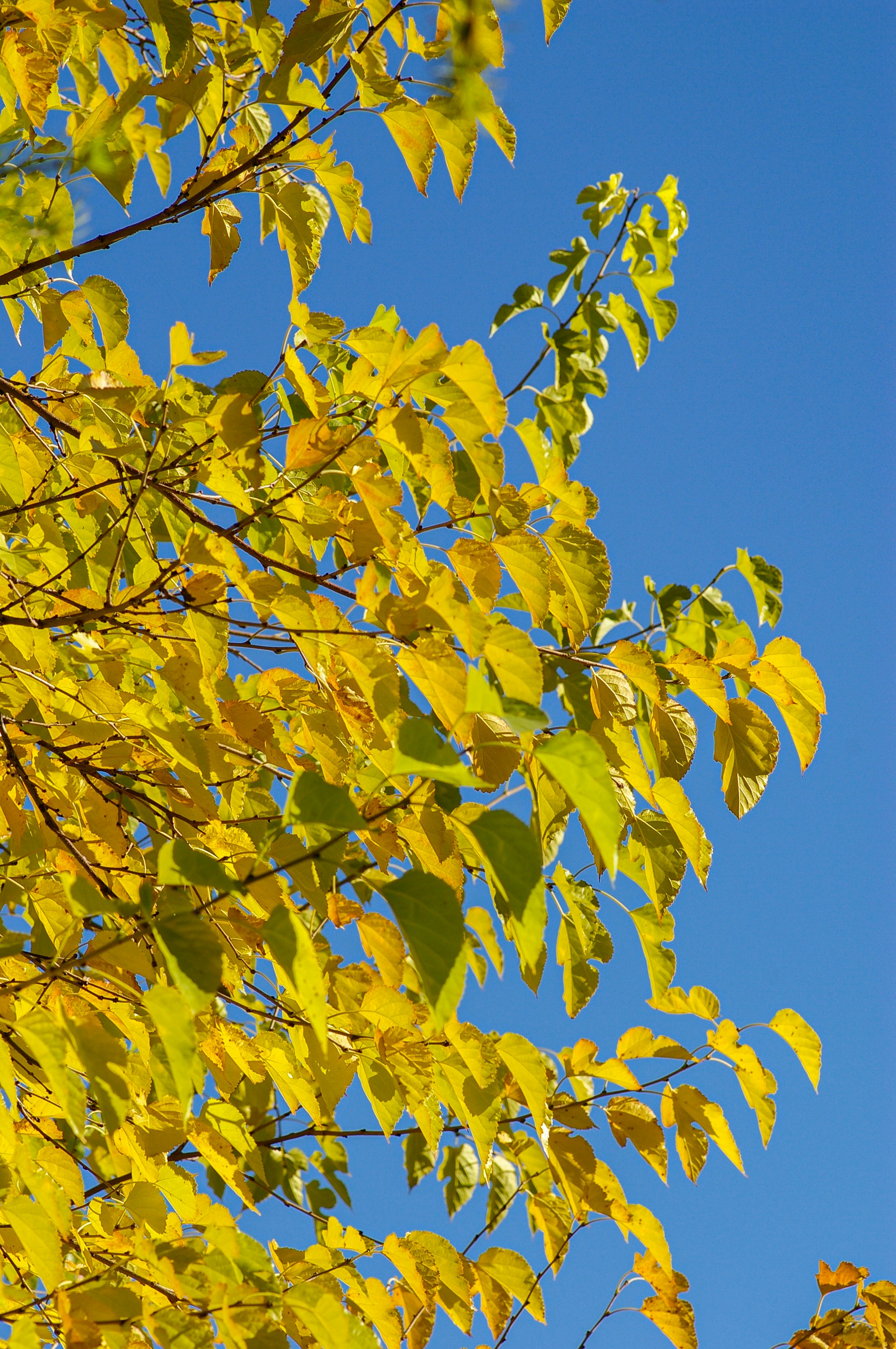 Vibrant yellow leaves of a tree contrast sharply with a clear blue sky, capturing the essence of autumn's arrival.