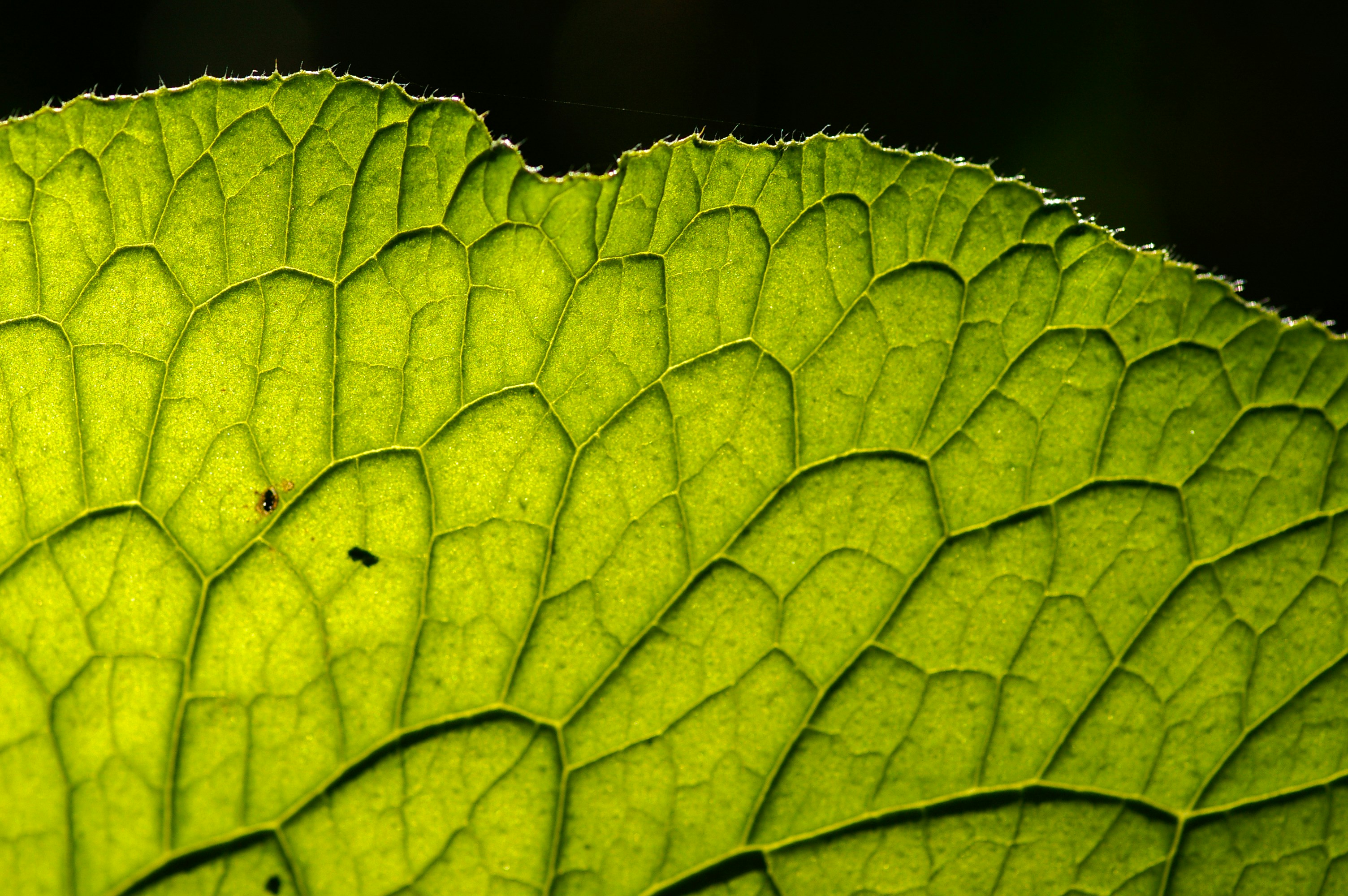 Close-up of a vibrant green leaf showcasing its intricate vein structure and texture. The play of light enhances the details of the leaf's surface.