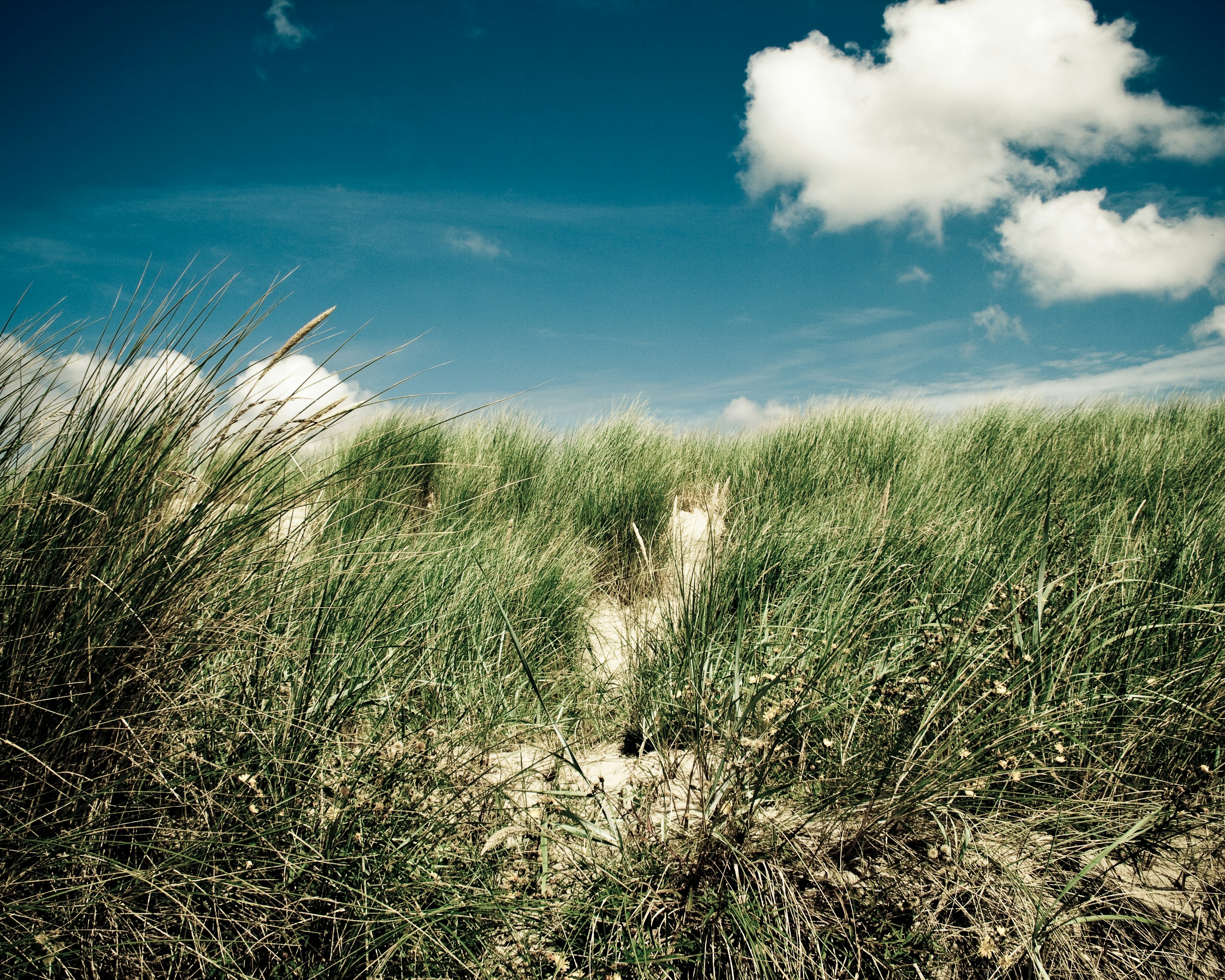 Tall grasses swaying gently in the breeze, leading the viewer's gaze towards a bright blue sky dotted with fluffy clouds.