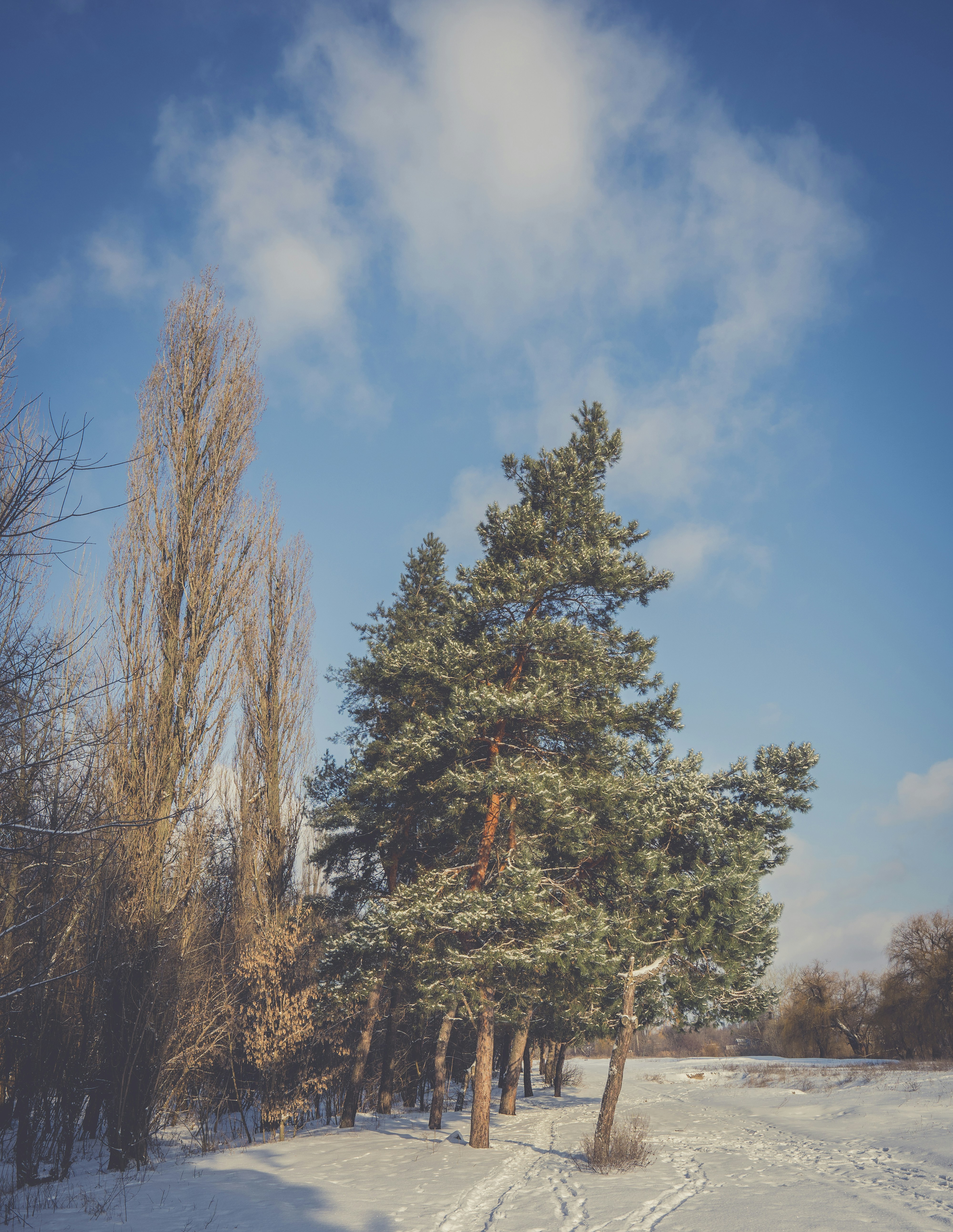 Pine Sentinel Row Under a Bright Winter Sky