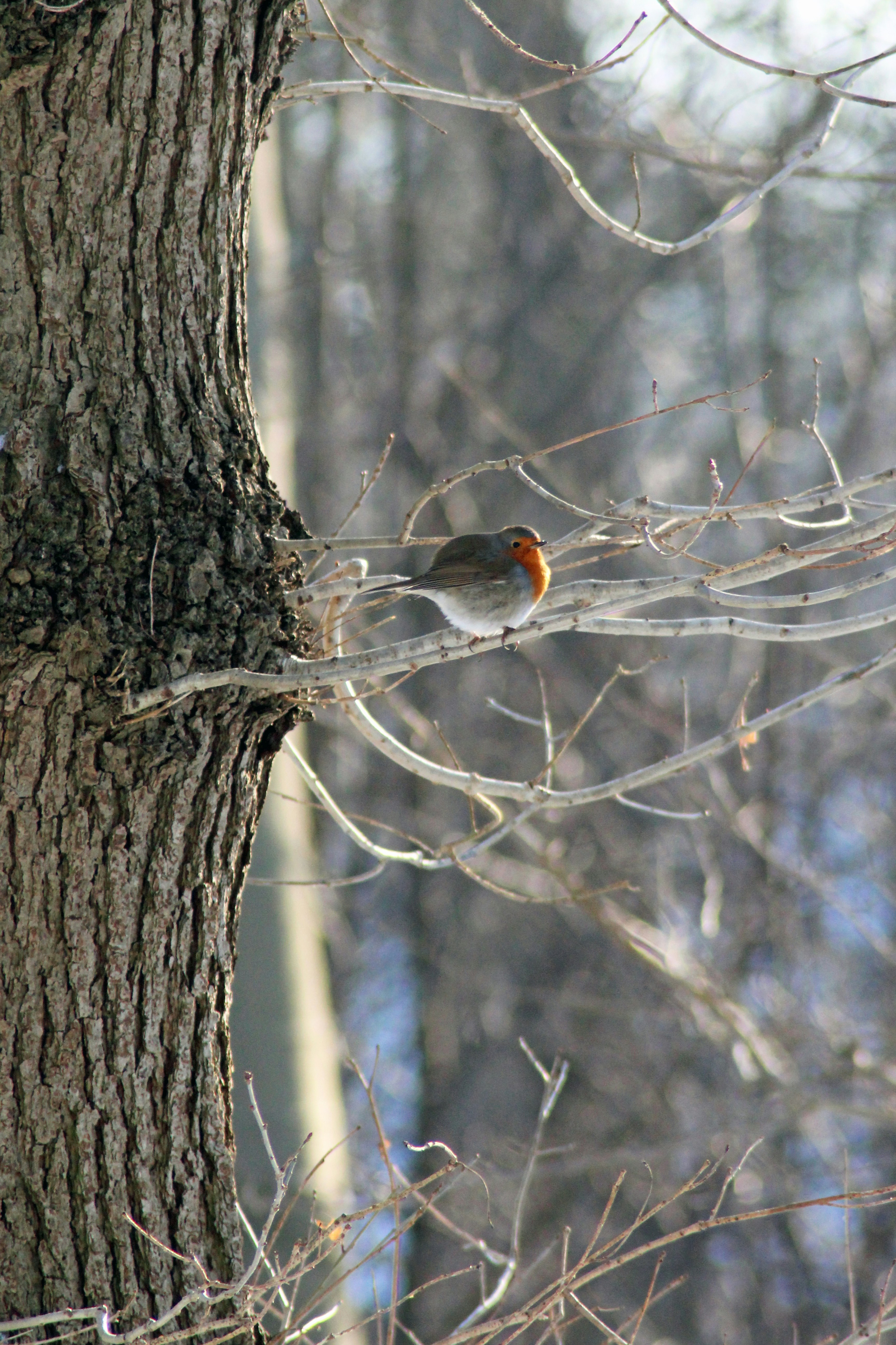 orange and gray bird on tree branch