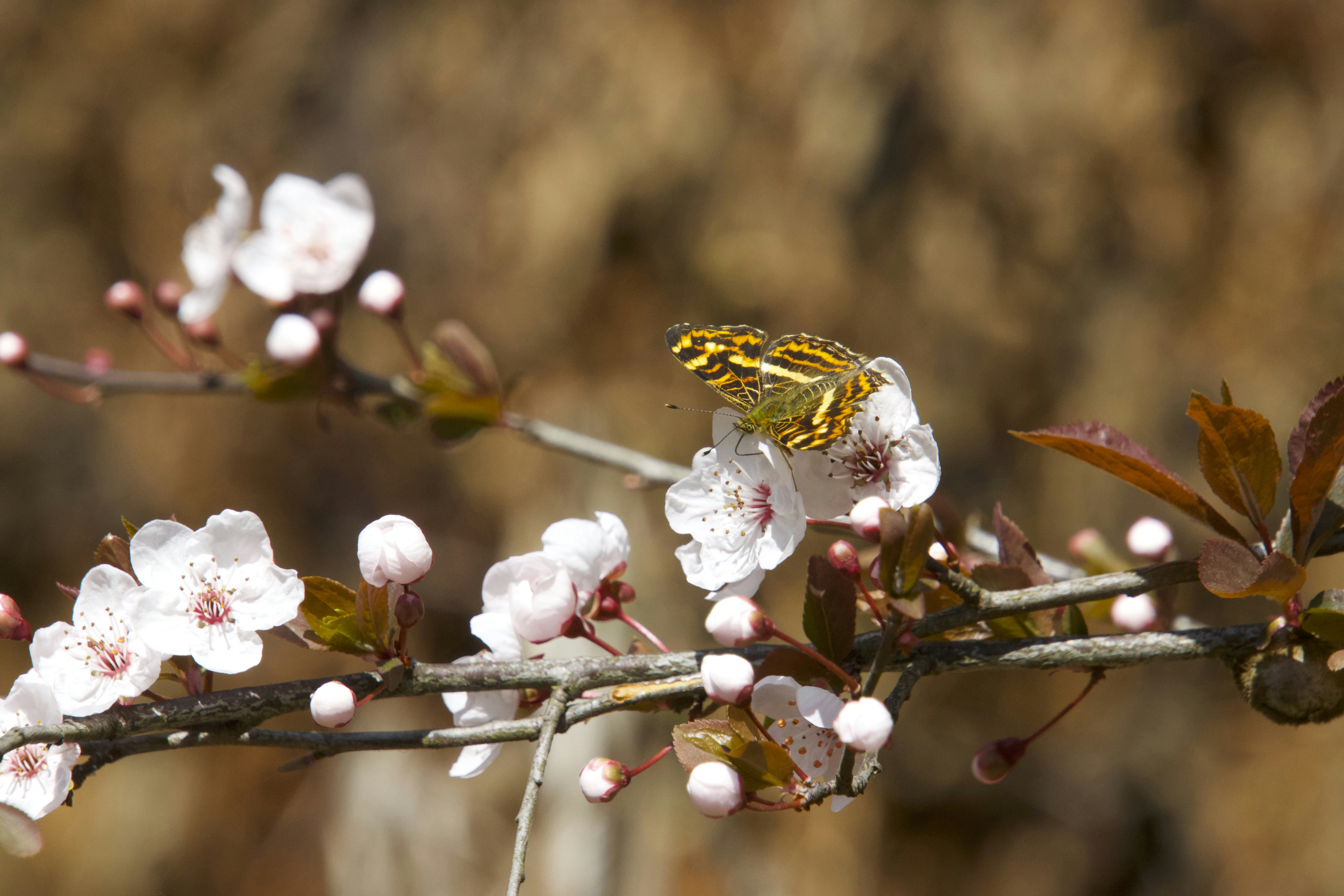 Amber Butterfly on Pink Blossom: A Quiet Spring Moment