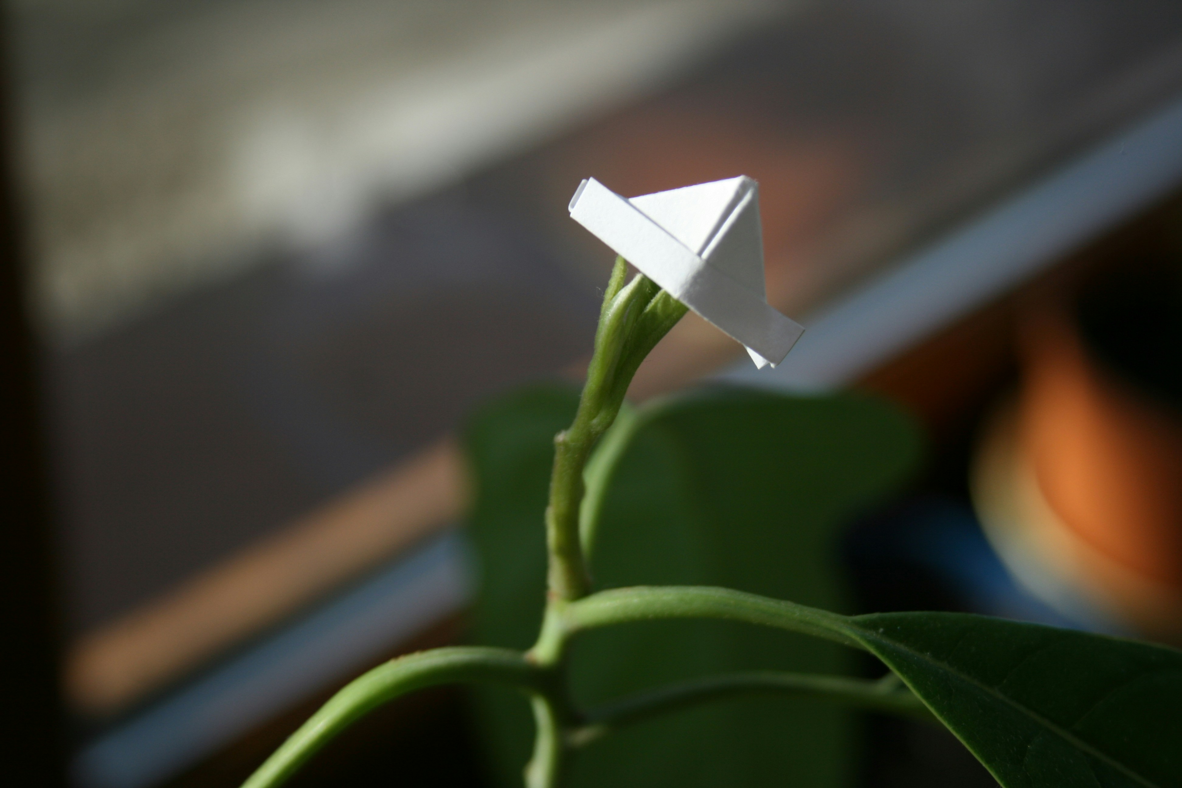 white flower bud in tilt shift lens
