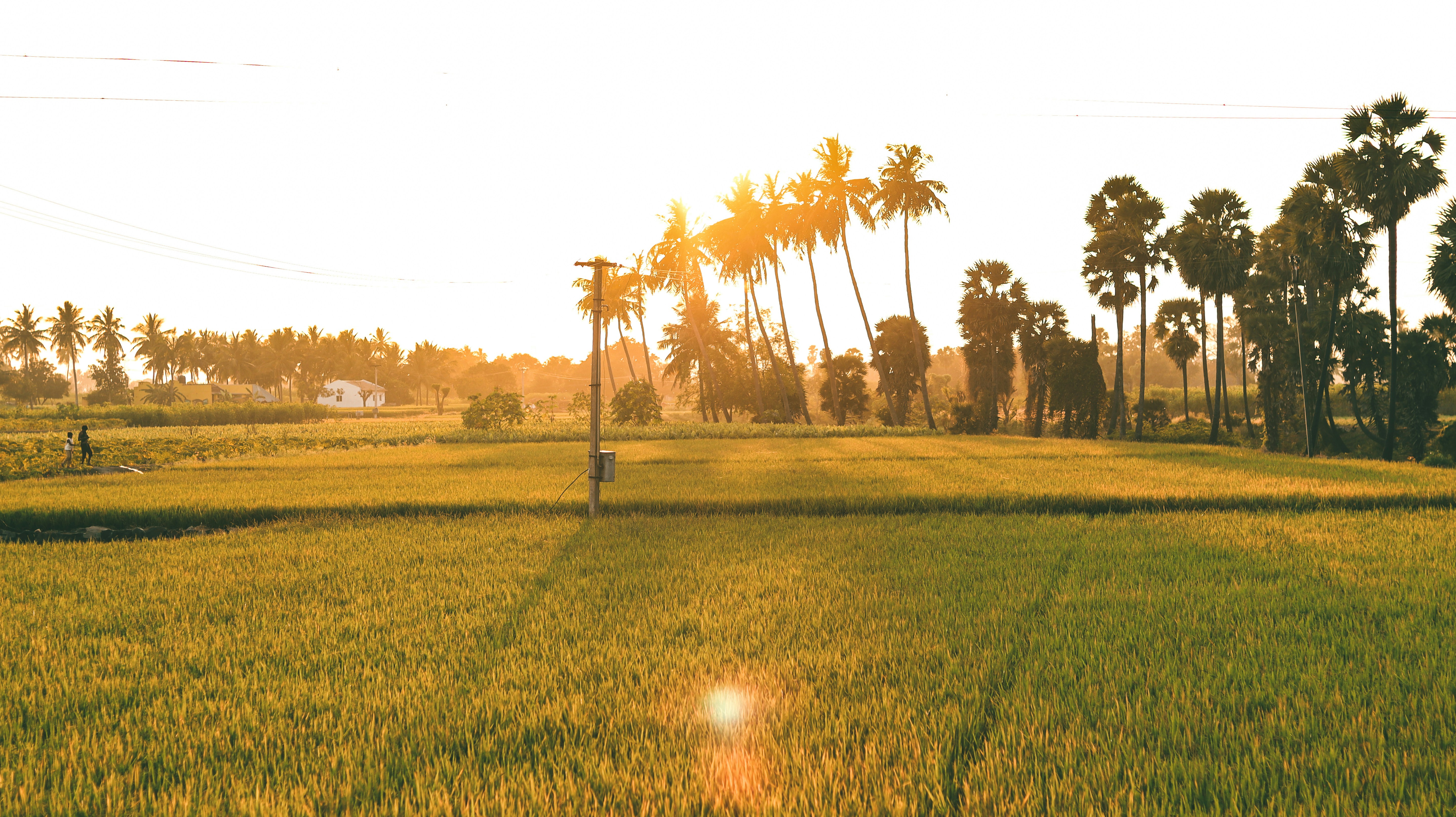 Lush green rice fields basking in golden sunlight, with palm trees swaying in the gentle breeze. A solitary figure walks along the field's edge.