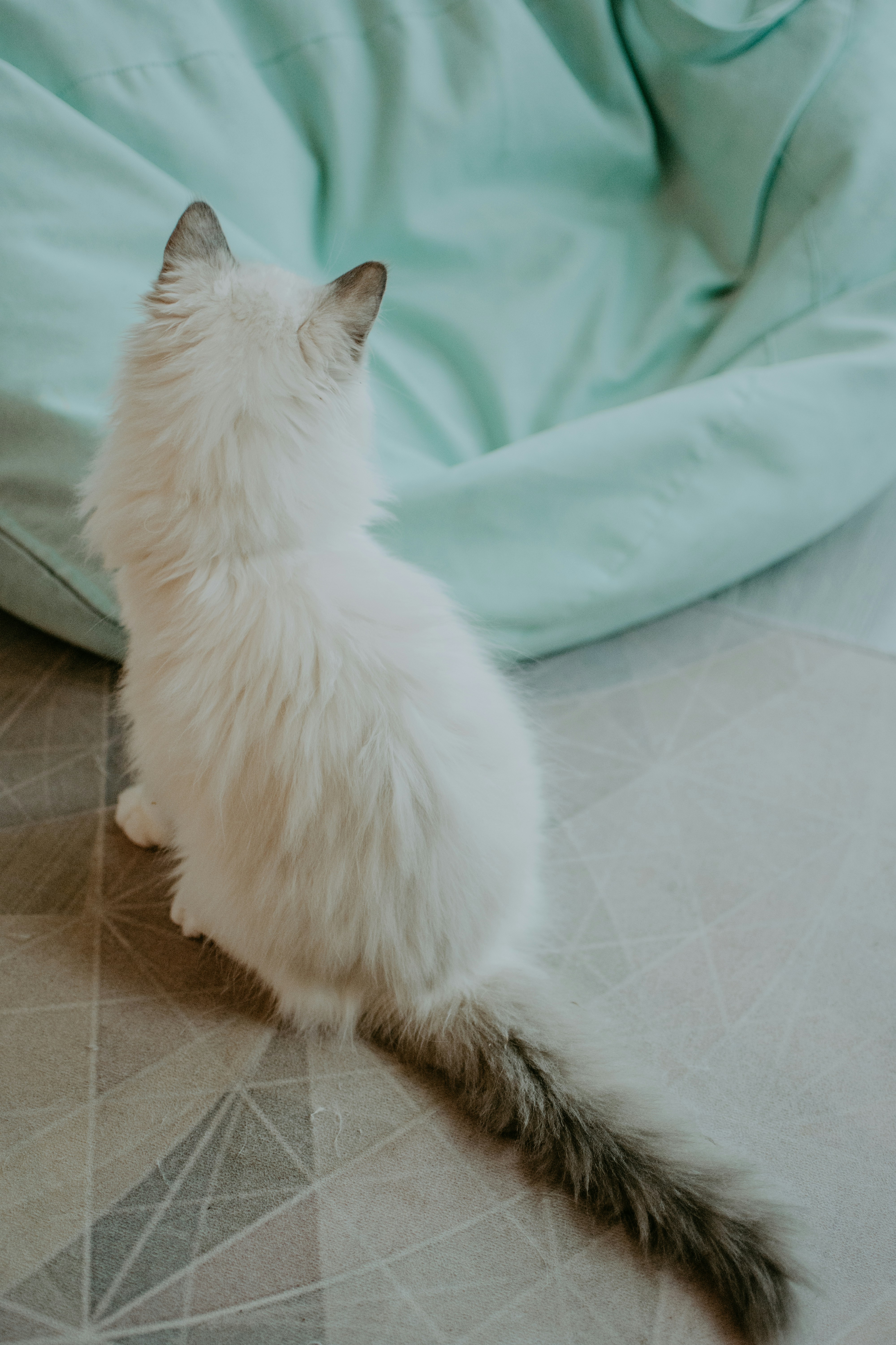 Whiskered Quiet: A fluffy white kitten watches from a mint-green stage