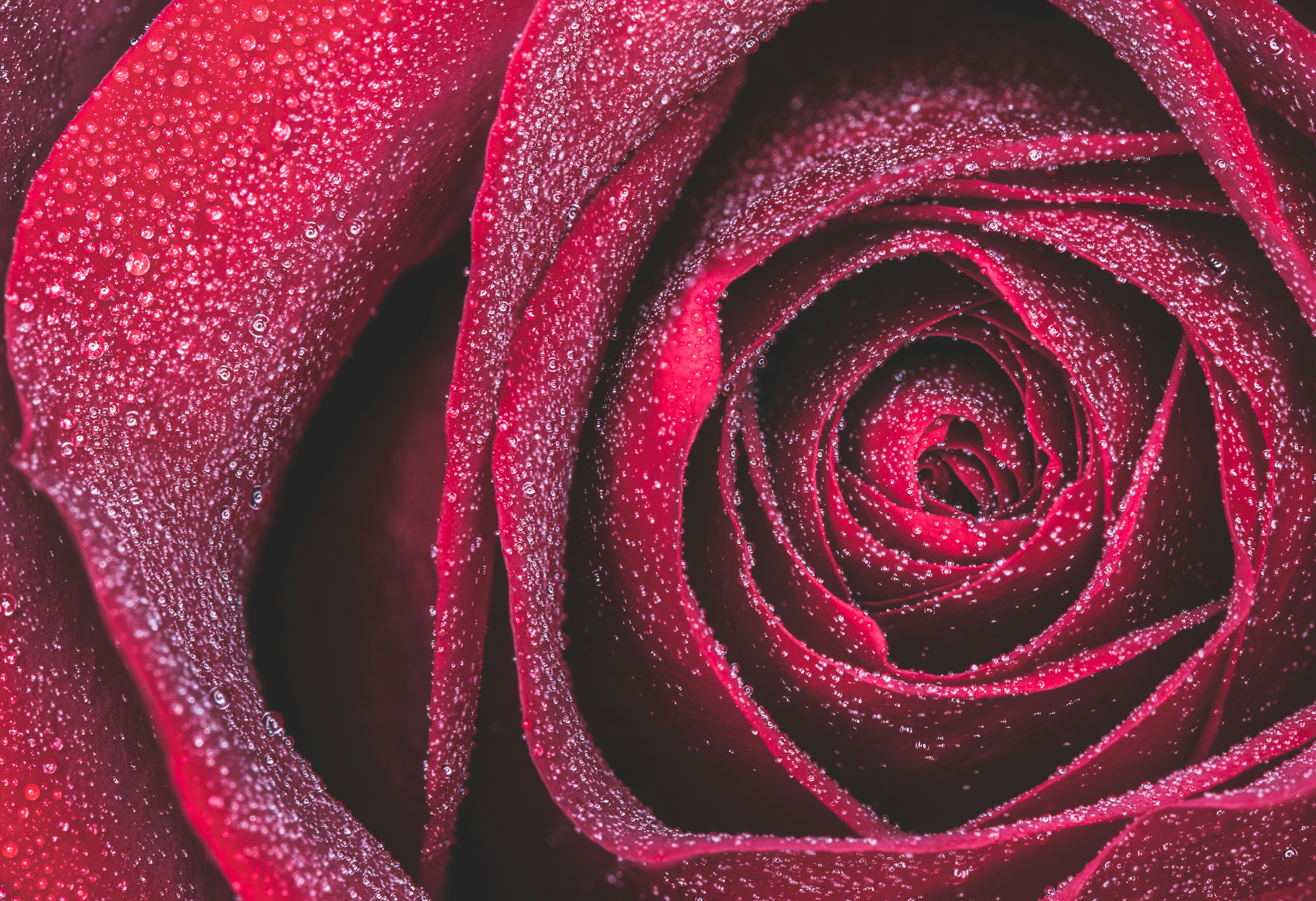 Dew-Kissed Crimson Rose: Macro Spiral in Velvet Petals
