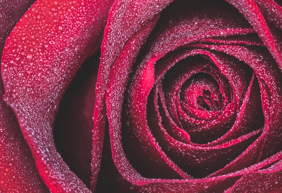 The Timeless Elegance of Moroccan Rose Water | The Souk Spot