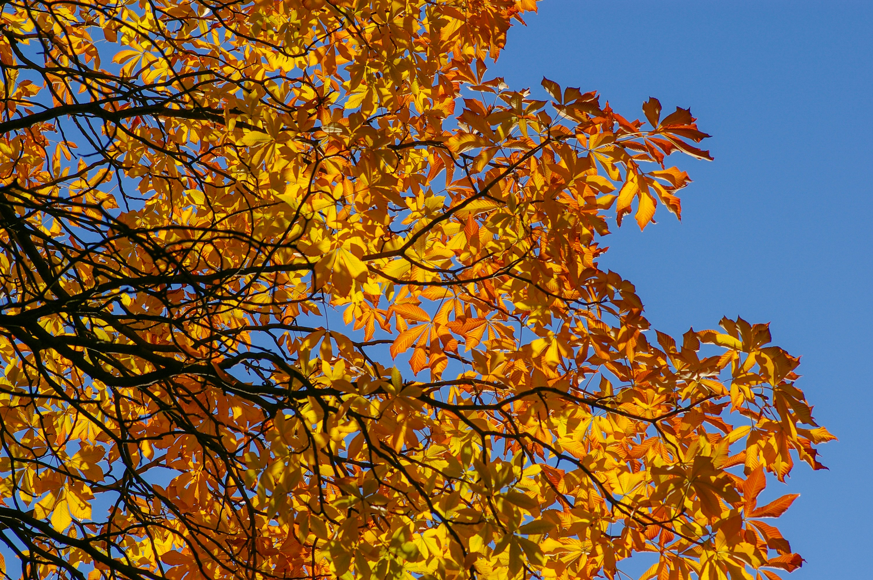 Vibrant yellow and orange leaves against a clear blue sky, showcasing the beauty of autumn foliage.