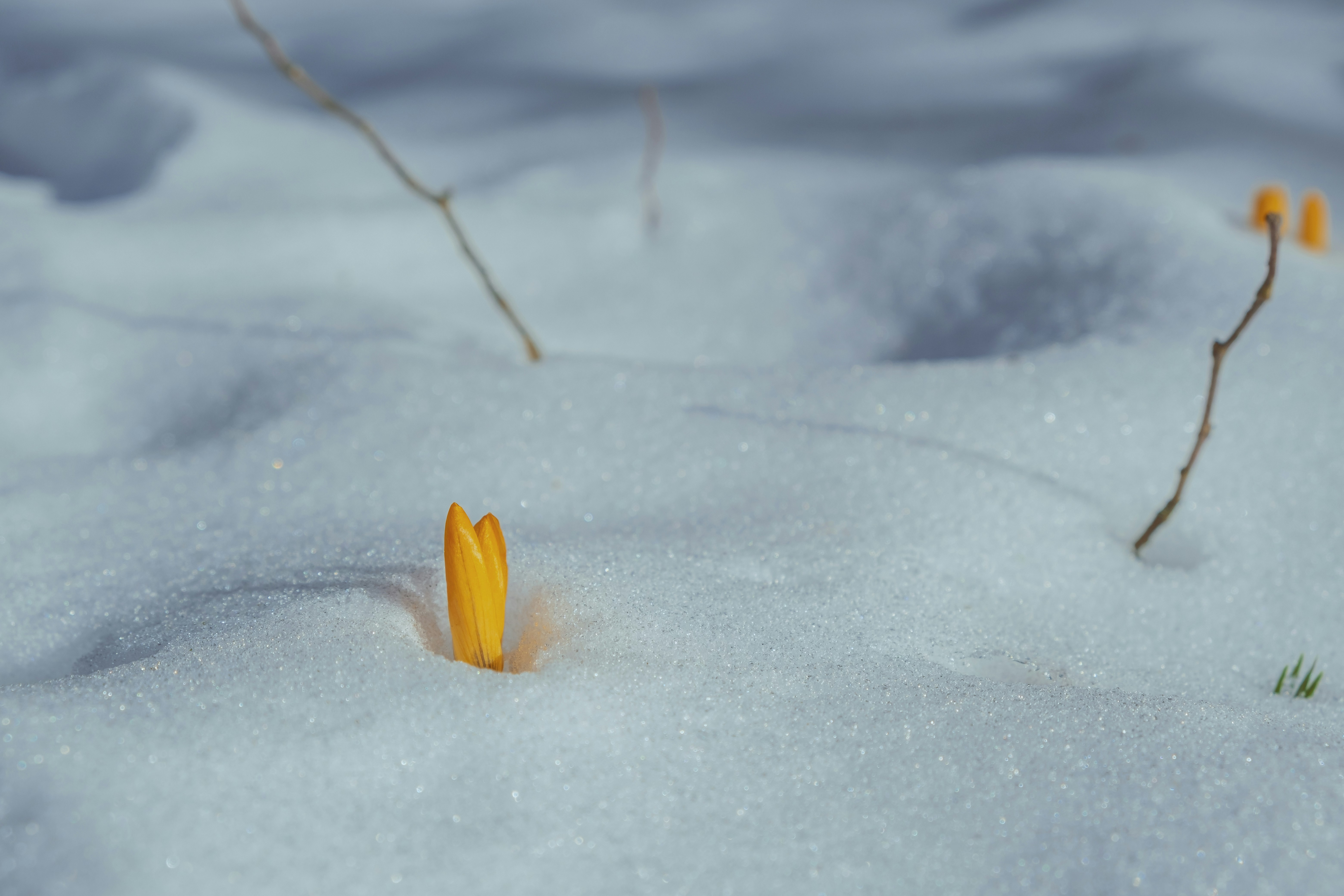 Snow Flower Pictures | Download Free Images on Unsplash