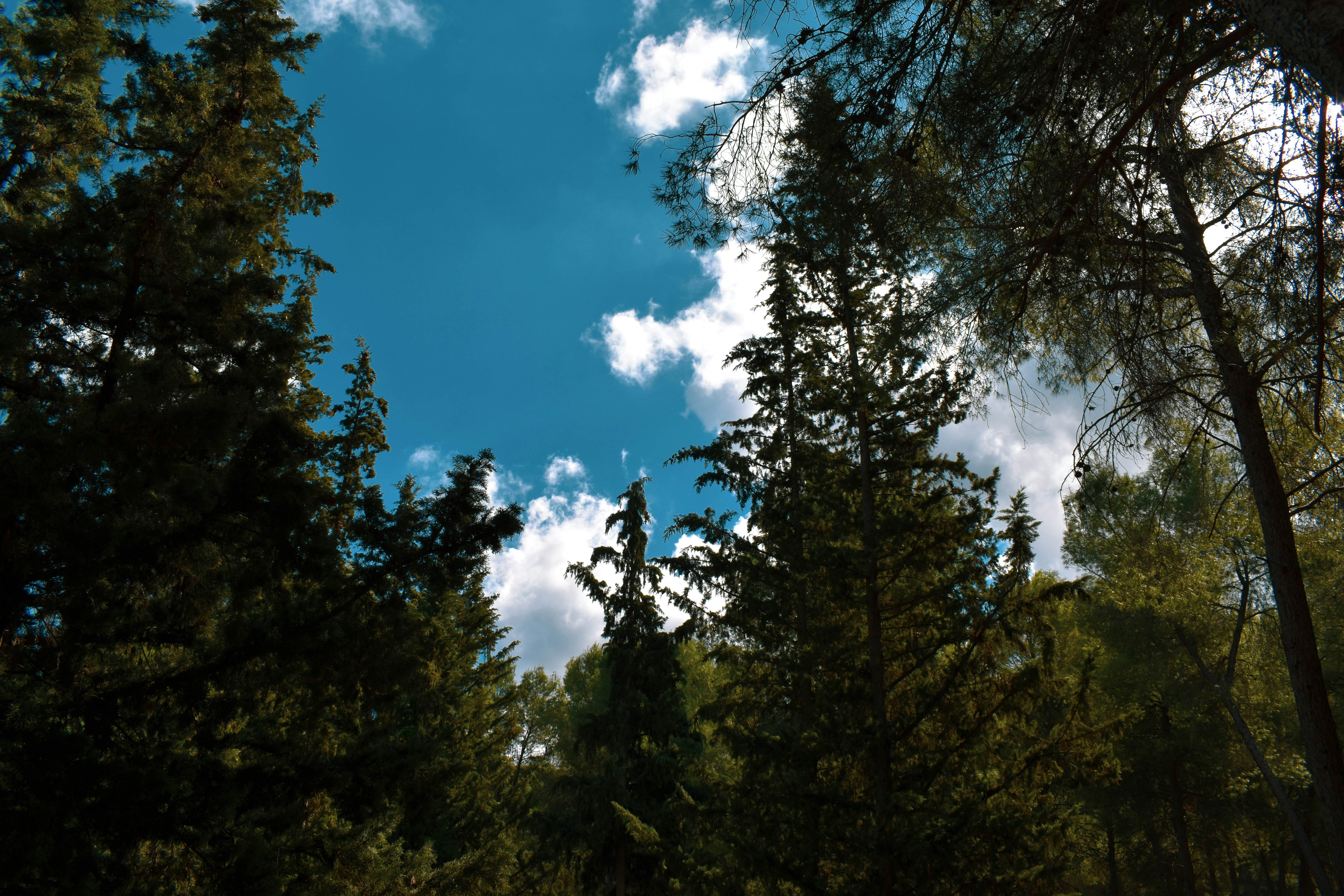 Lush green trees frame a vibrant blue sky dotted with fluffy clouds, creating a serene forest scene.