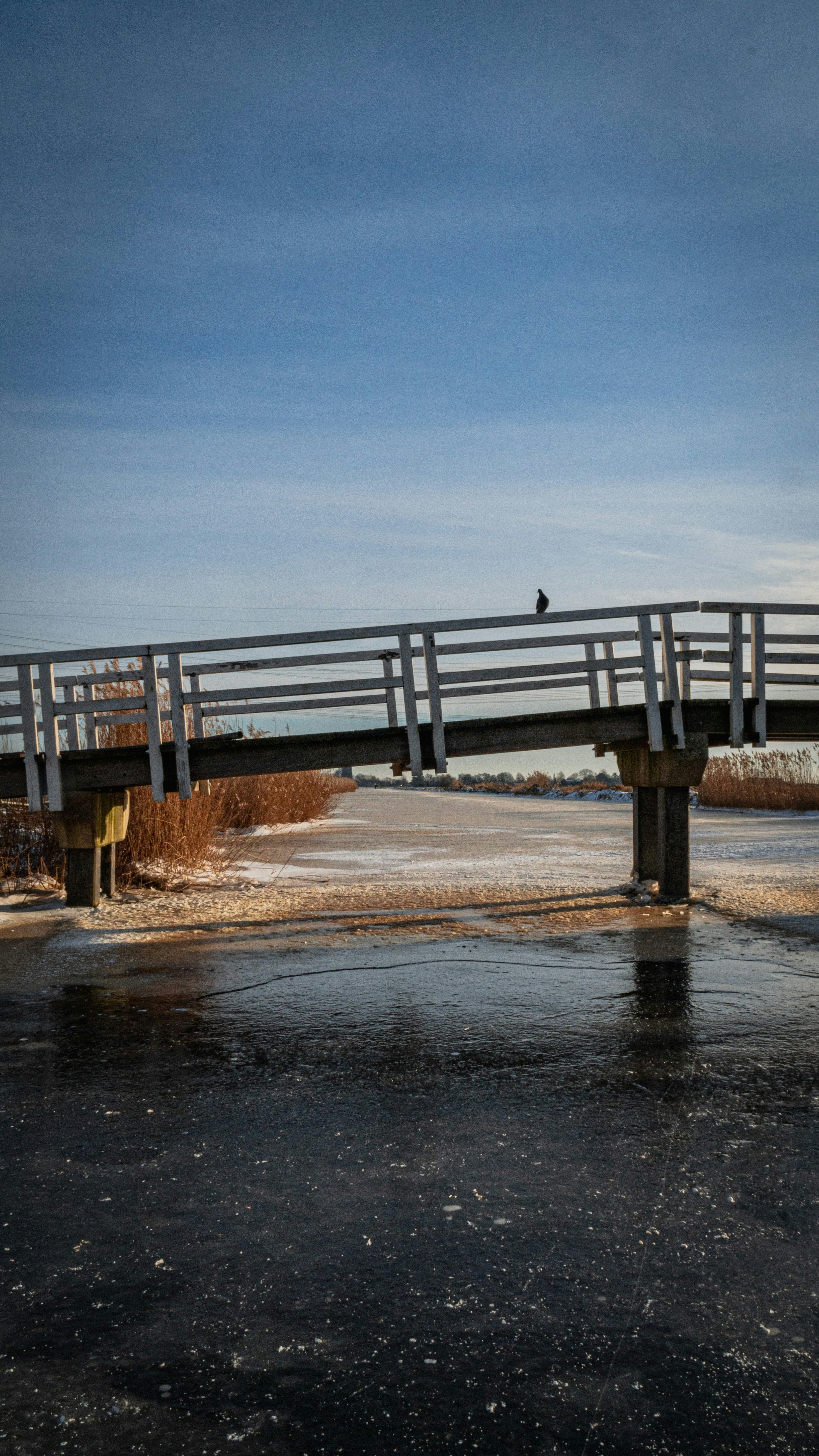 A white wooden bridge arches gracefully over a frozen waterway, framed by golden reeds under a clear winter sky.
