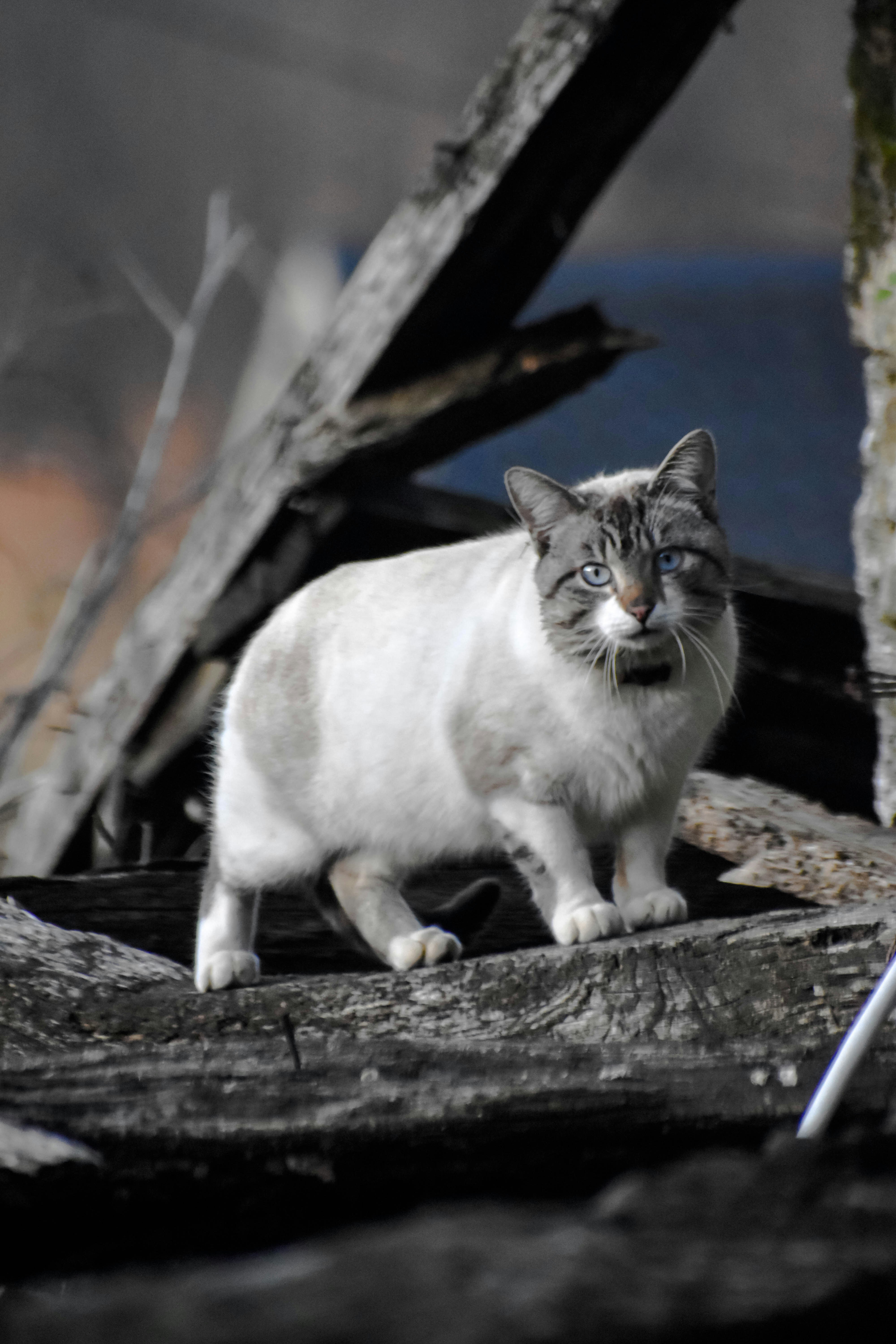 Timberbound Whiskers: A Curious Cat Posing on Weathered Logs