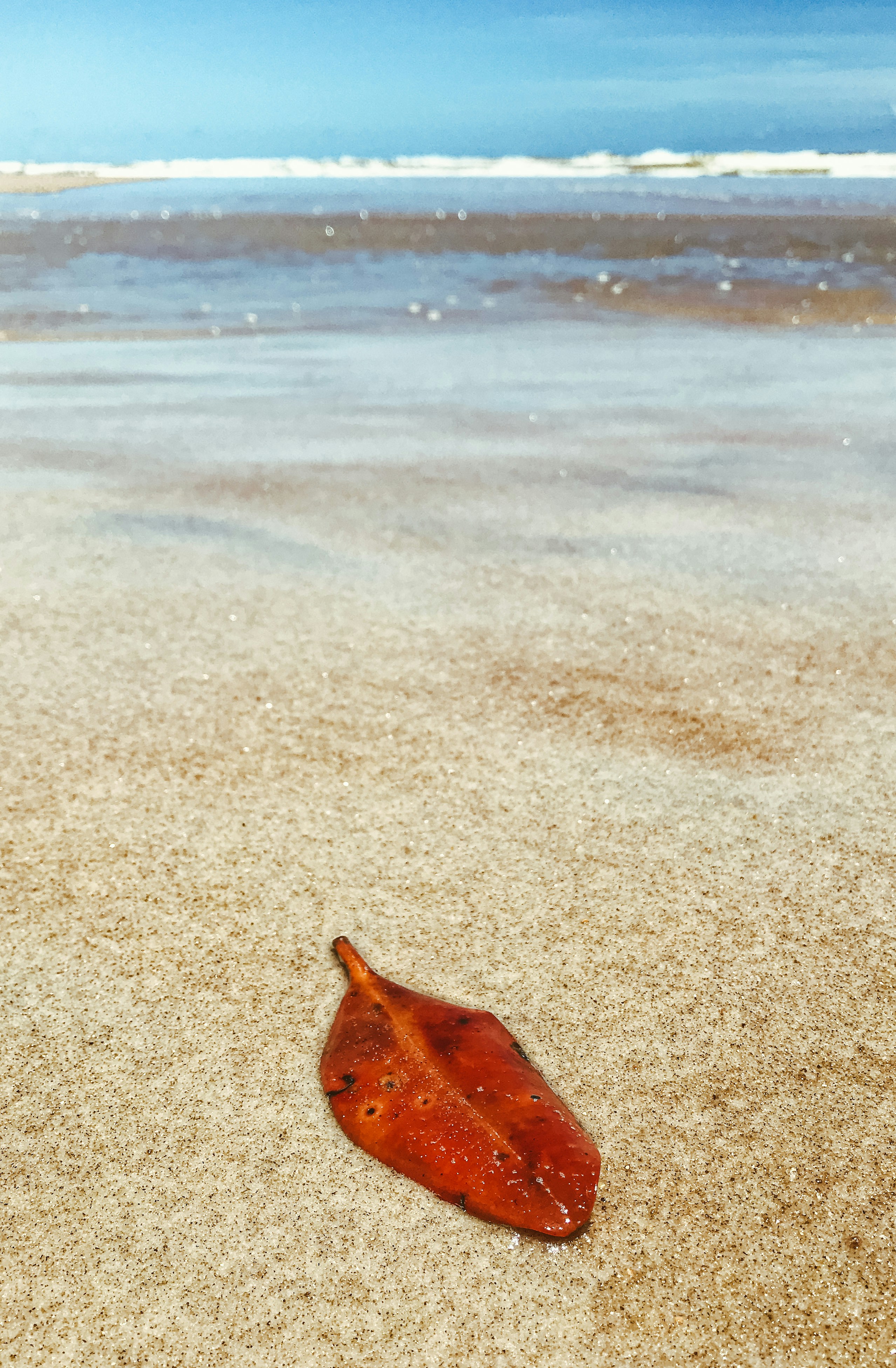 Red Leaf on Tidal Sands: A Quiet Beach Moment