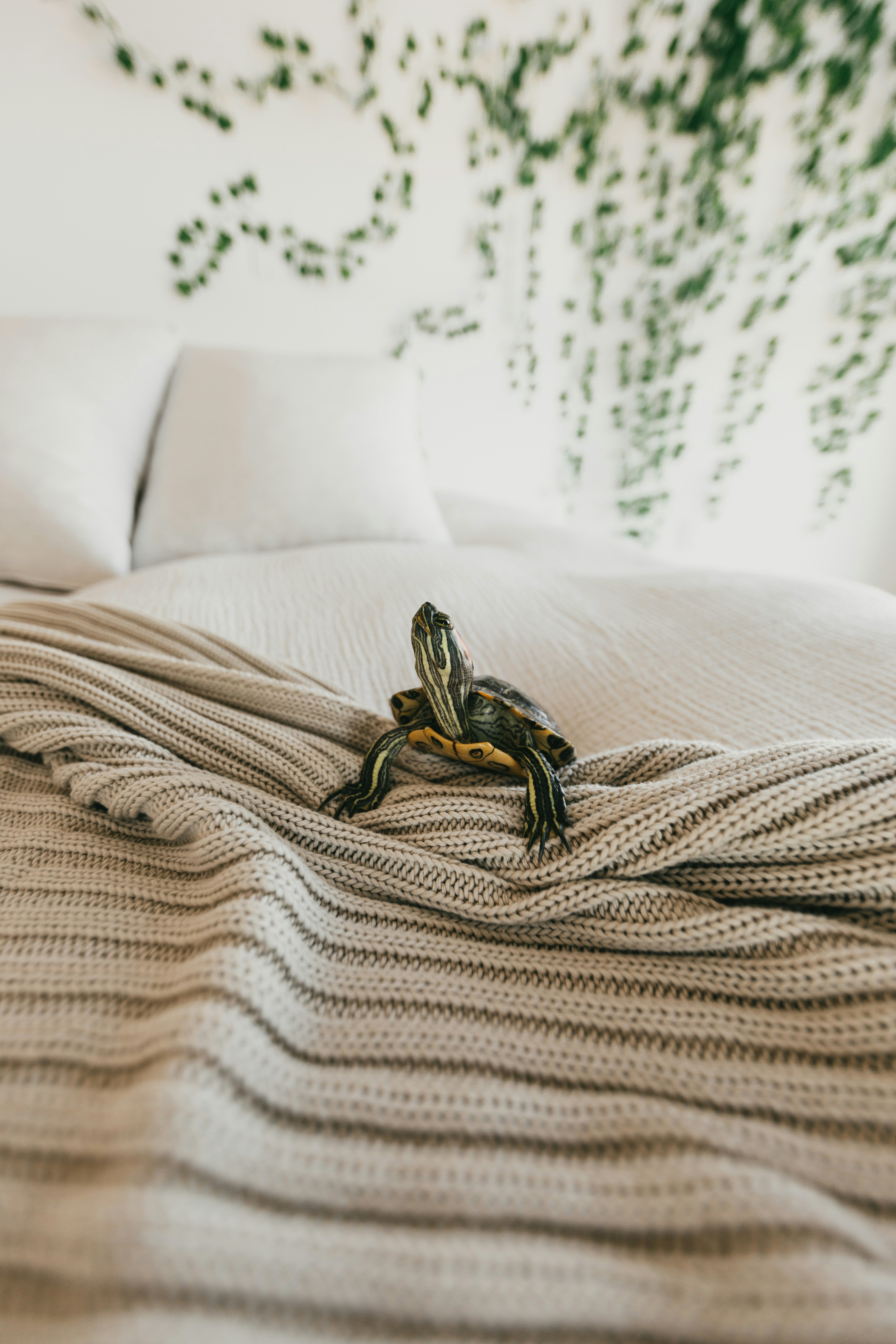Black and yellow snake on white bed photo – Free Backgrounds Image on ...
