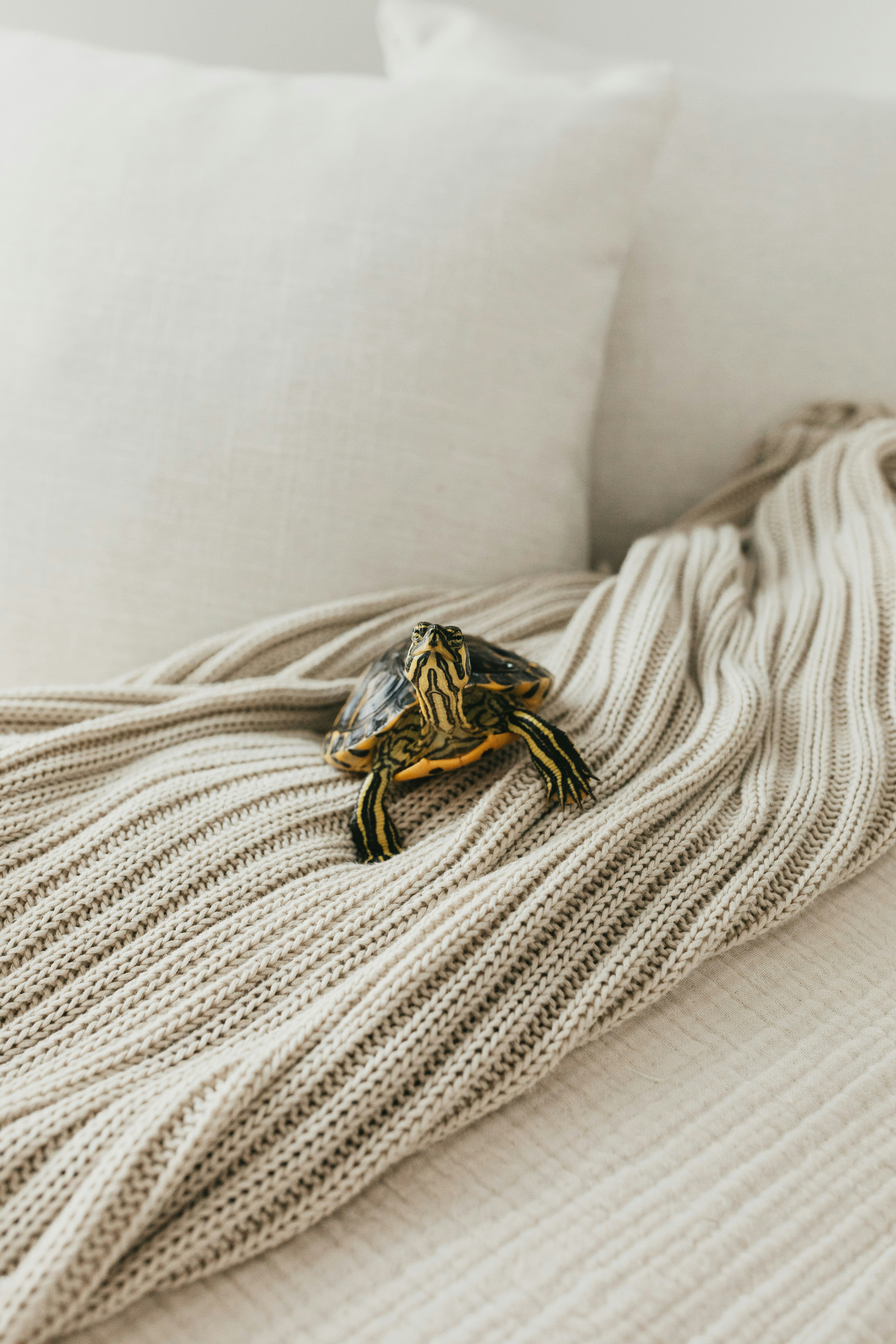 Black and yellow textile on white textile photo – Free Ny Image on Unsplash